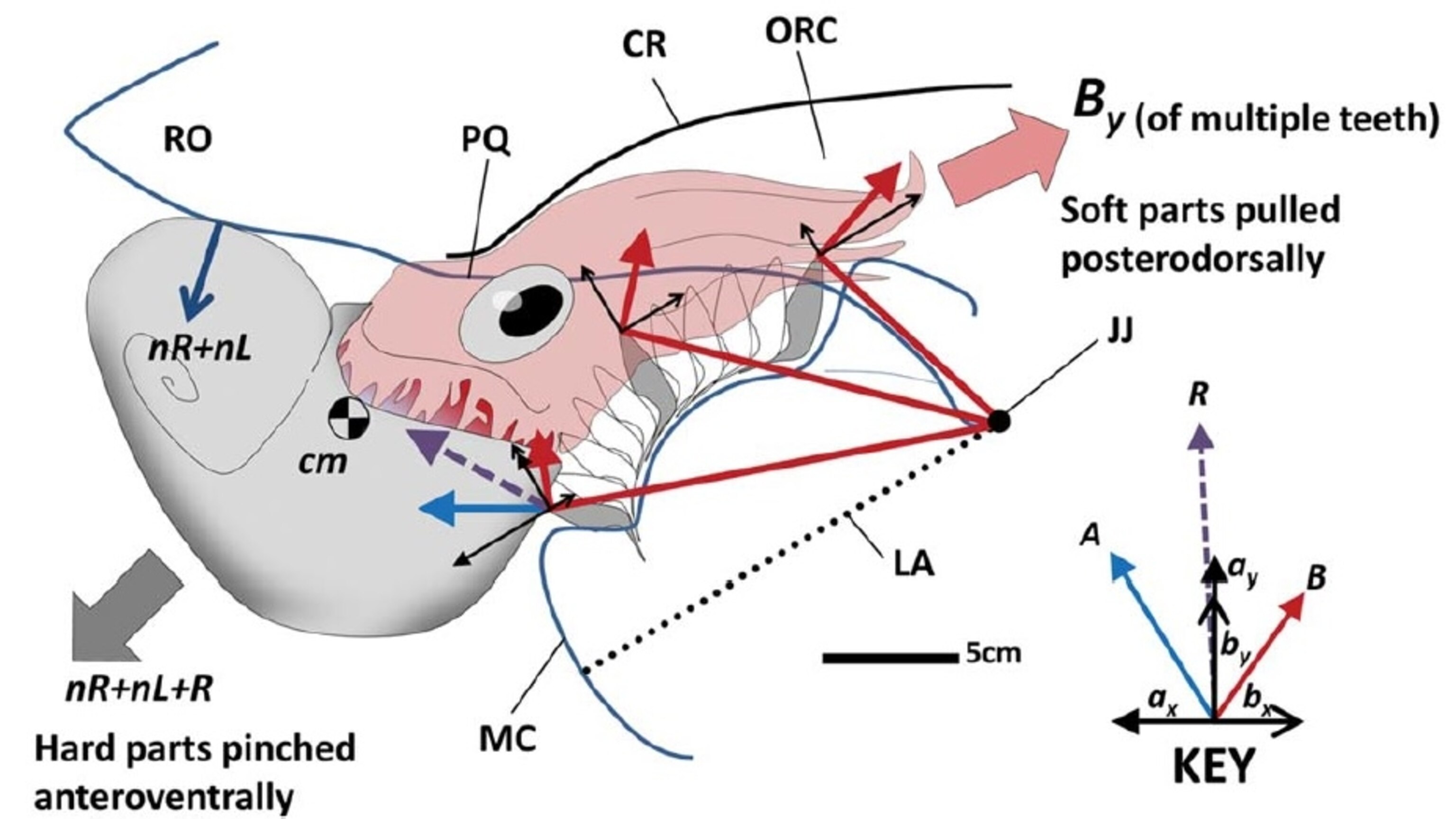 Bizarre, Prehistoric Ratfish Chomped Prey with Buzzsaw Jaws