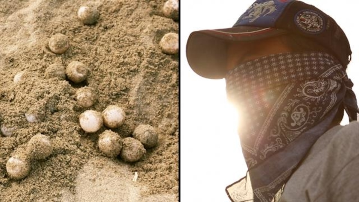 Sea Turtles Might Be Threatened, But So Are Their Hunters | National ...
