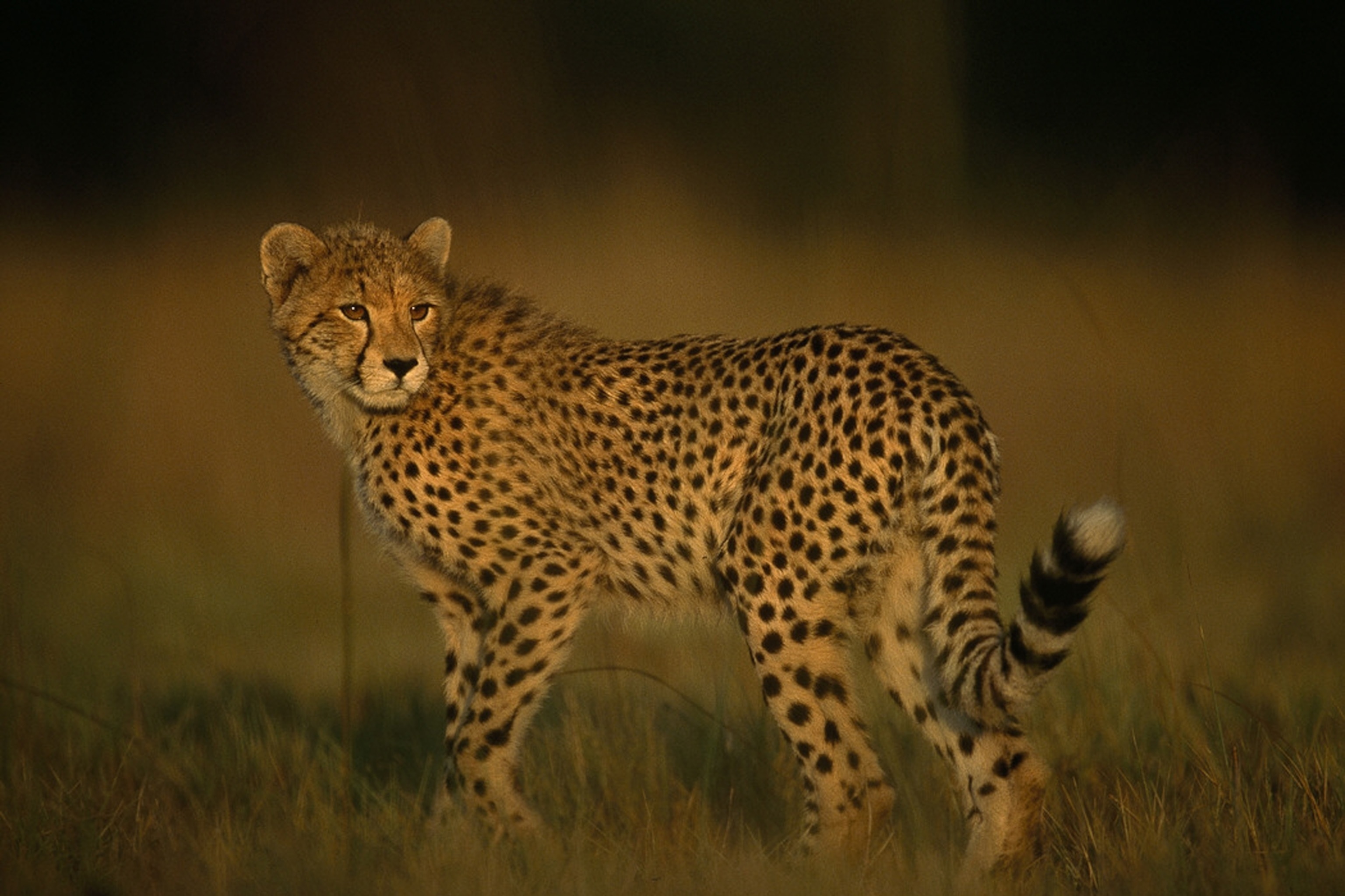 Long-Held Myth About Cheetahs Busted
