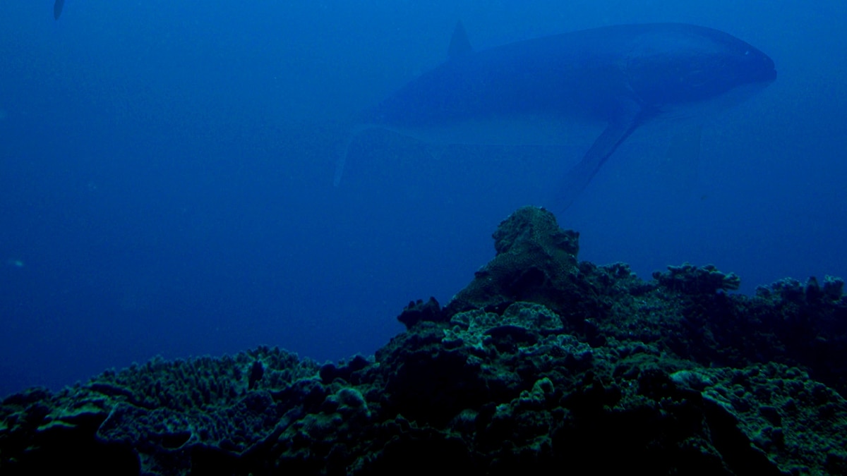 Ancient Fish Downsized But Still Largest Ever | National Geographic