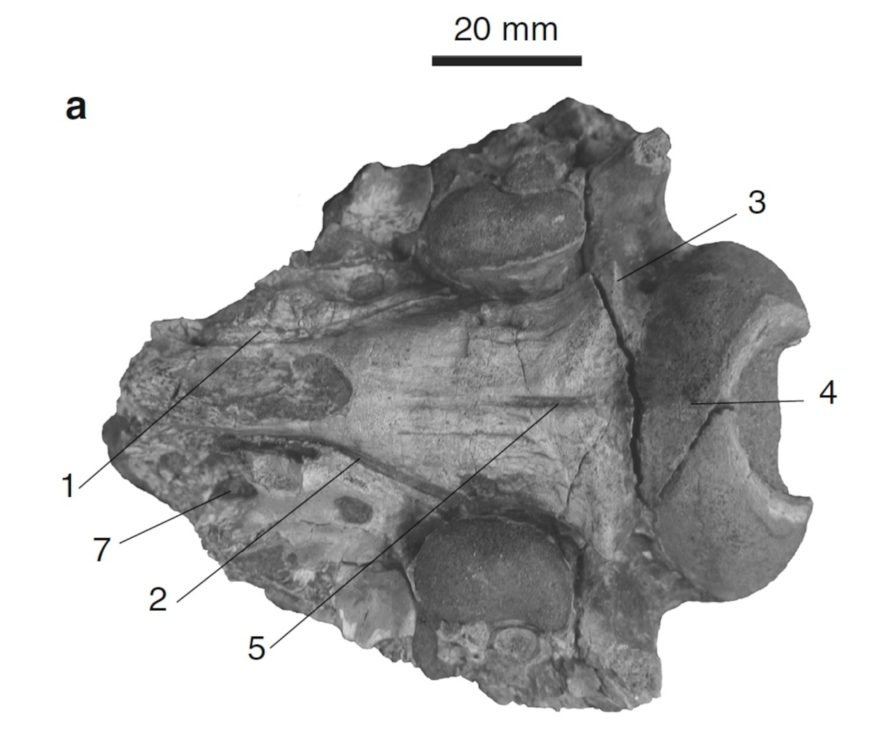 Paleo Profile: Pakistan’s Butterfly-Faced Beast | National Geographic