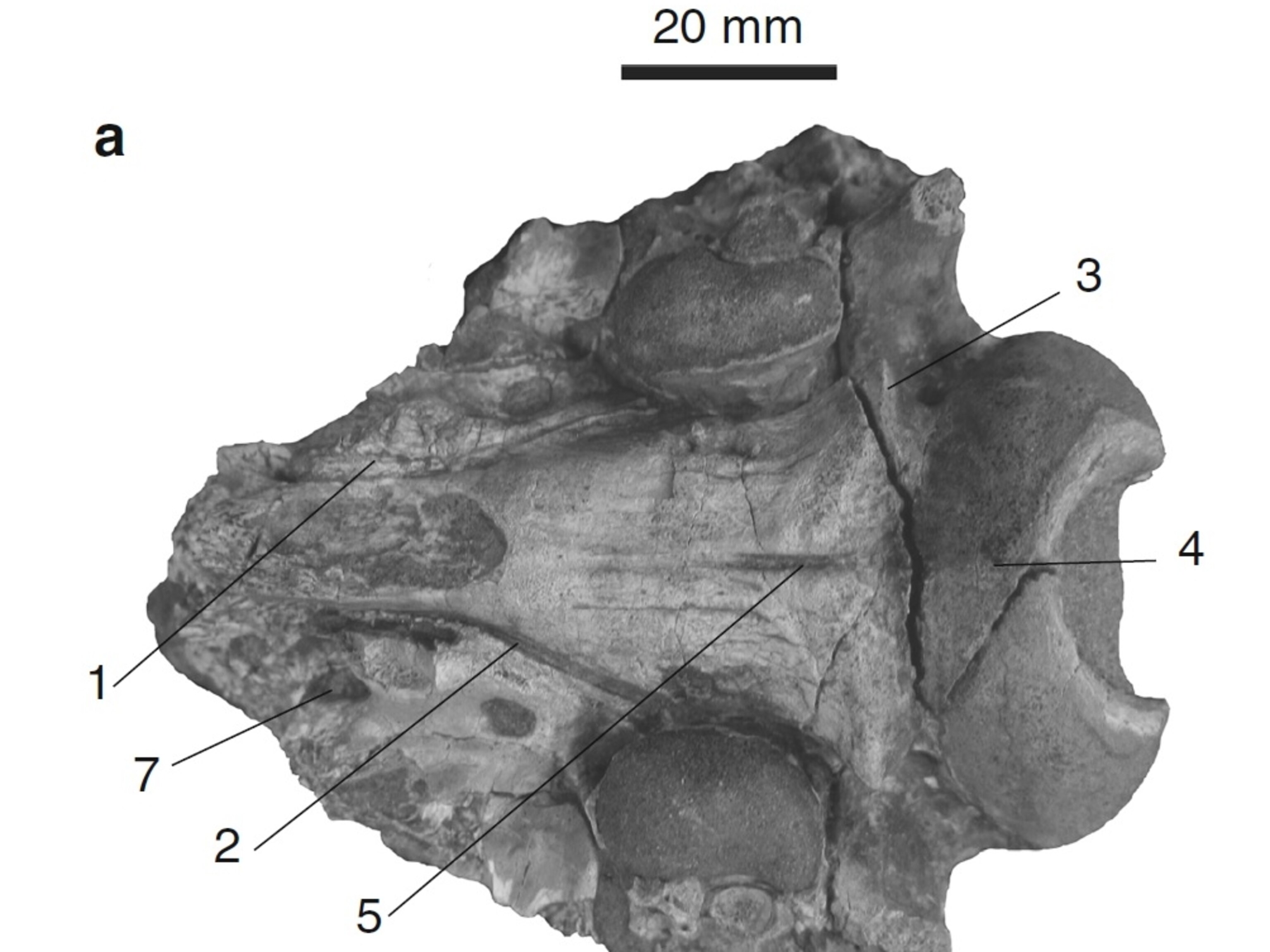 Paleo Profile: Pakistan’s Butterfly-Faced Beast