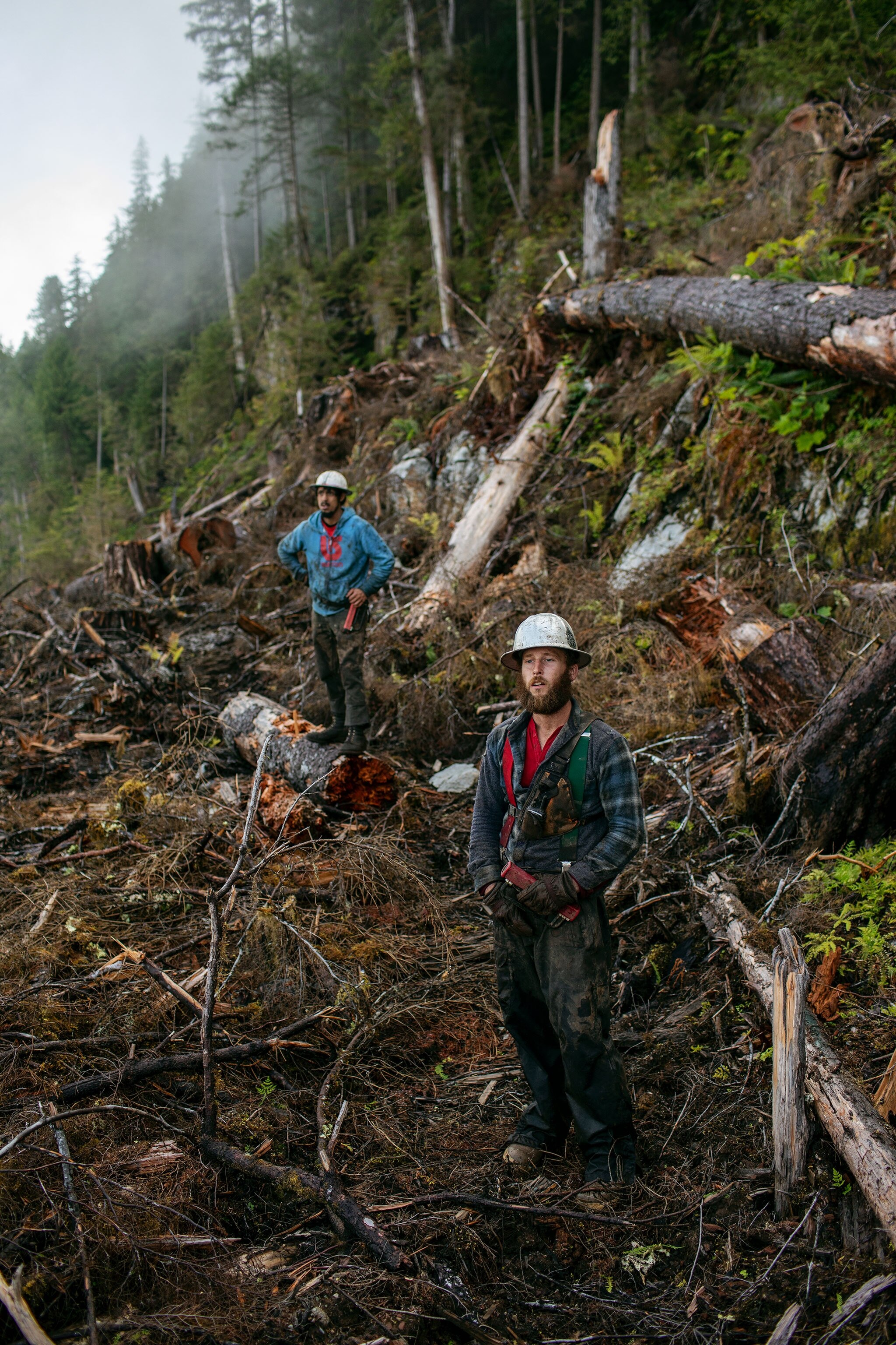 A new way to profit from ancient Alaskan forests—leave them standing