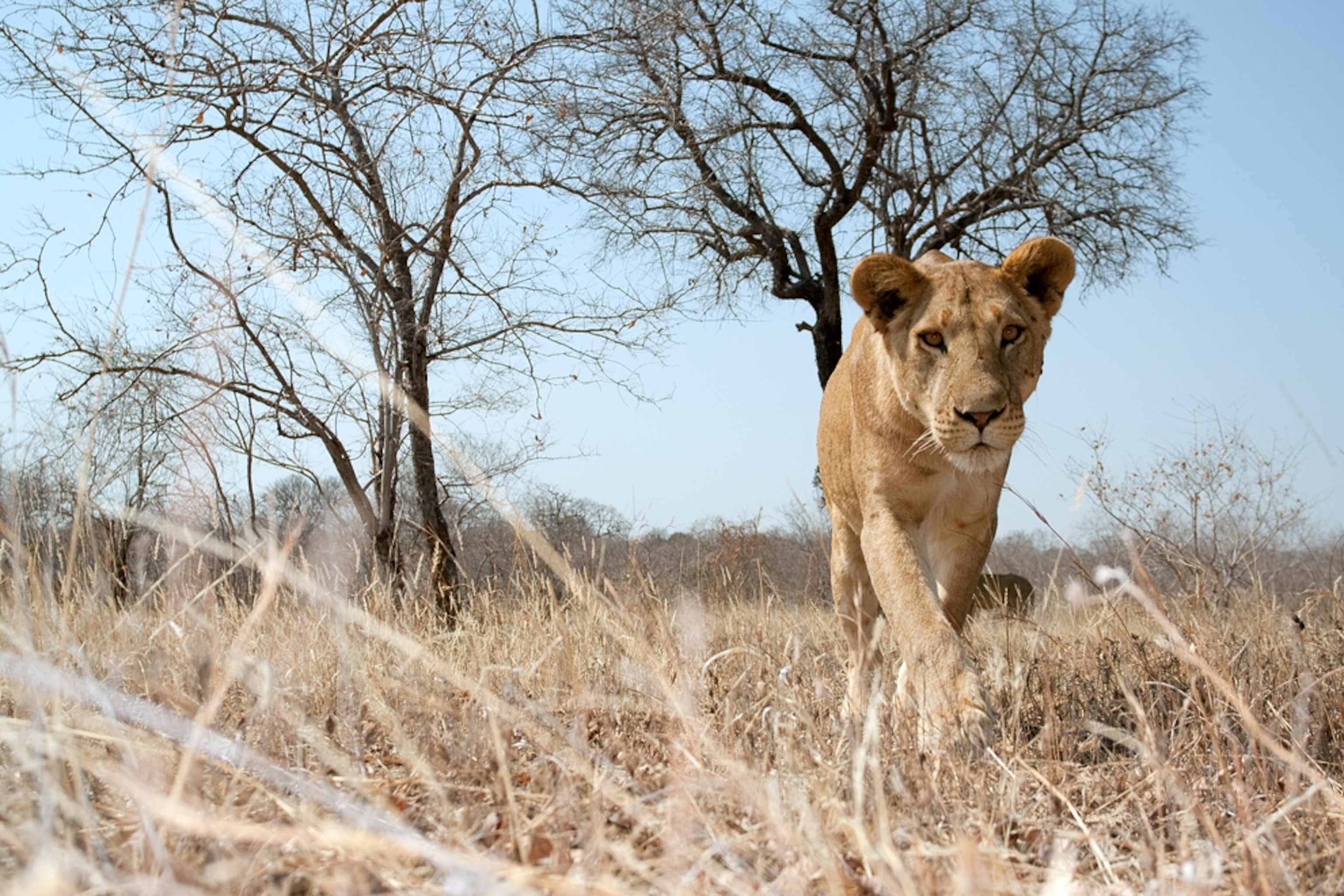 Pictures: Lion Steals Roving Camera, "Takes" Photos