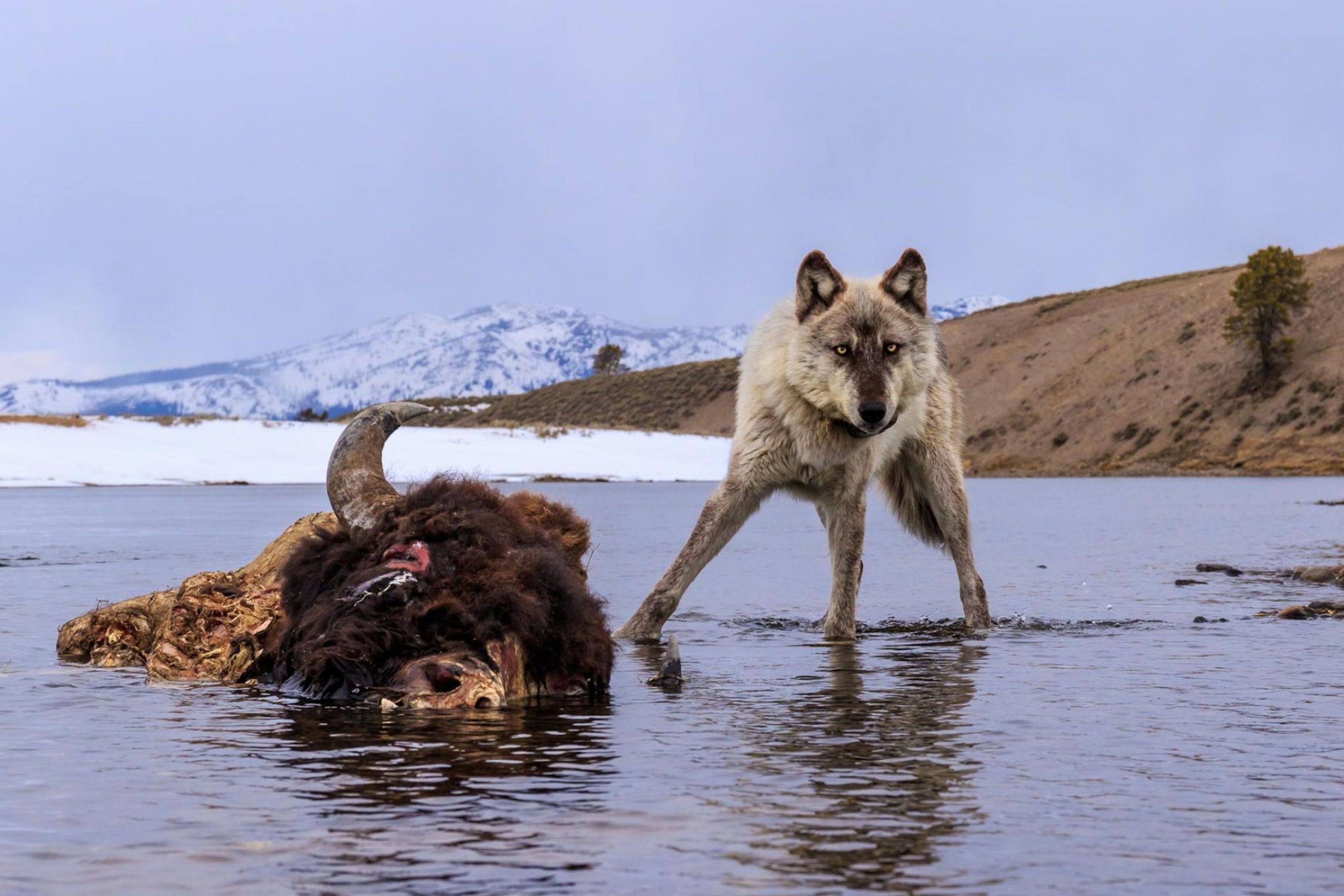 Rotting 'Carcass Cam' Gives Unique View of Hungry Wolves | National ...