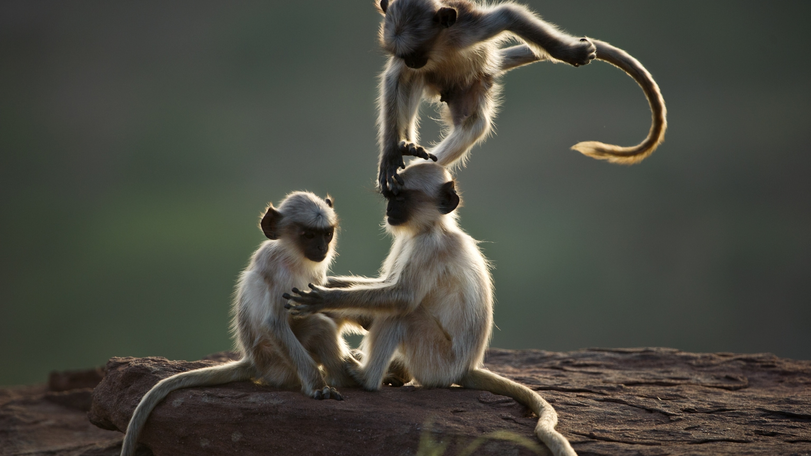 Images Of Indian Monkeys