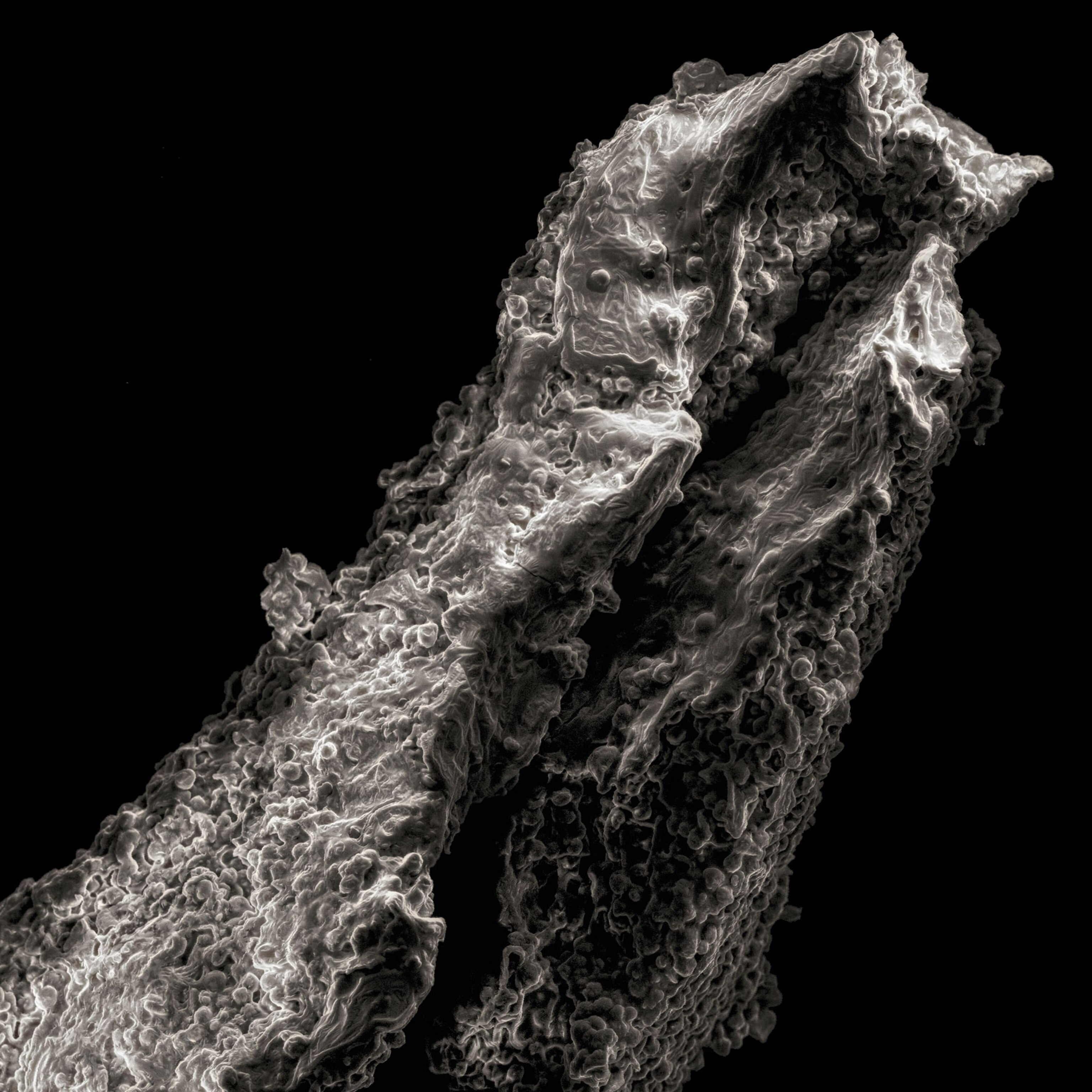 The hidden beauty of the plants that feed the world