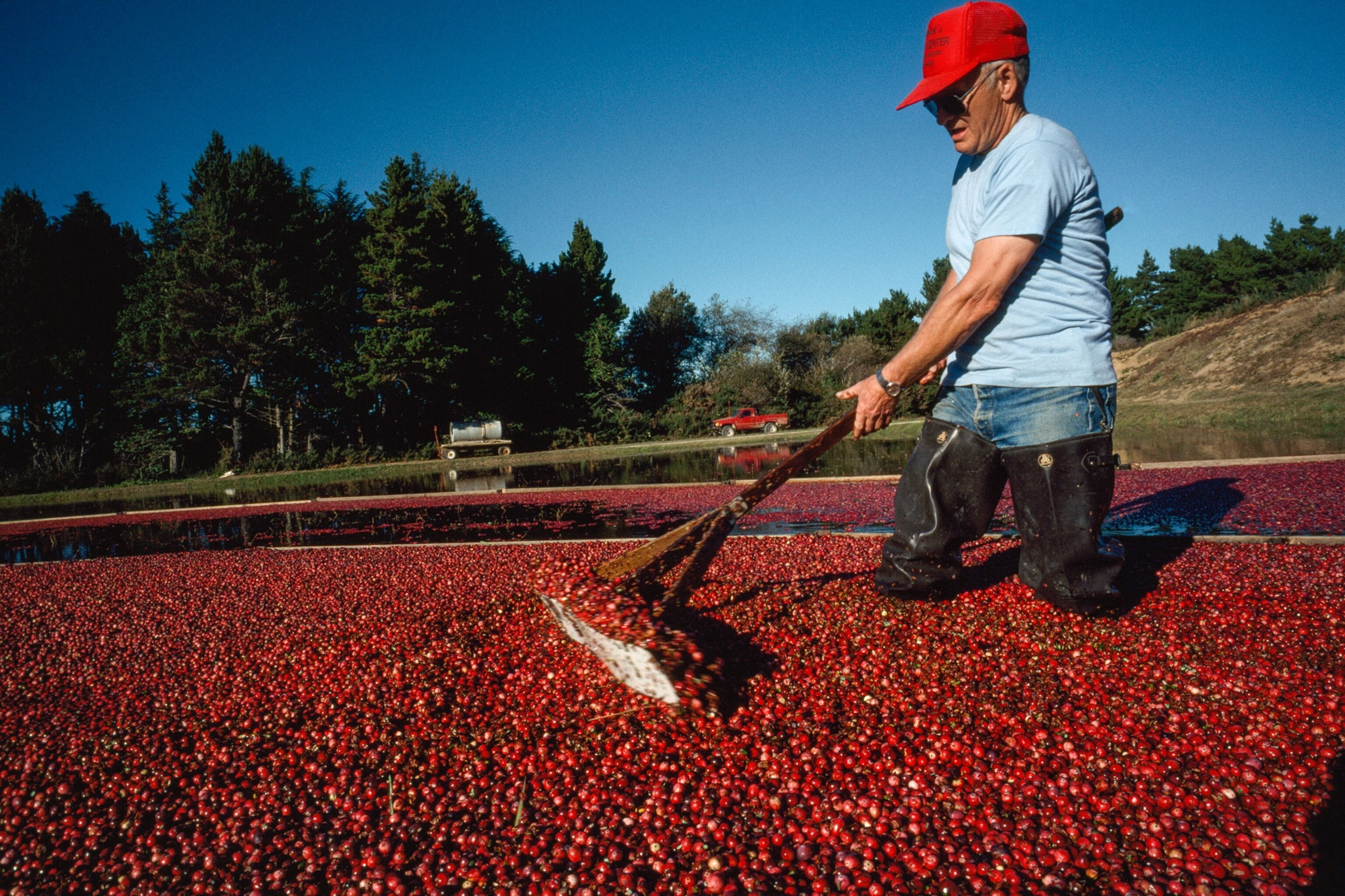 The U.S. cranberry harvest explained in four charts