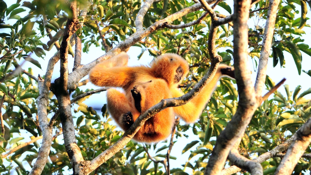 The World’s Rarest Ape Lives—and Sings—on a Chinese Island | National ...