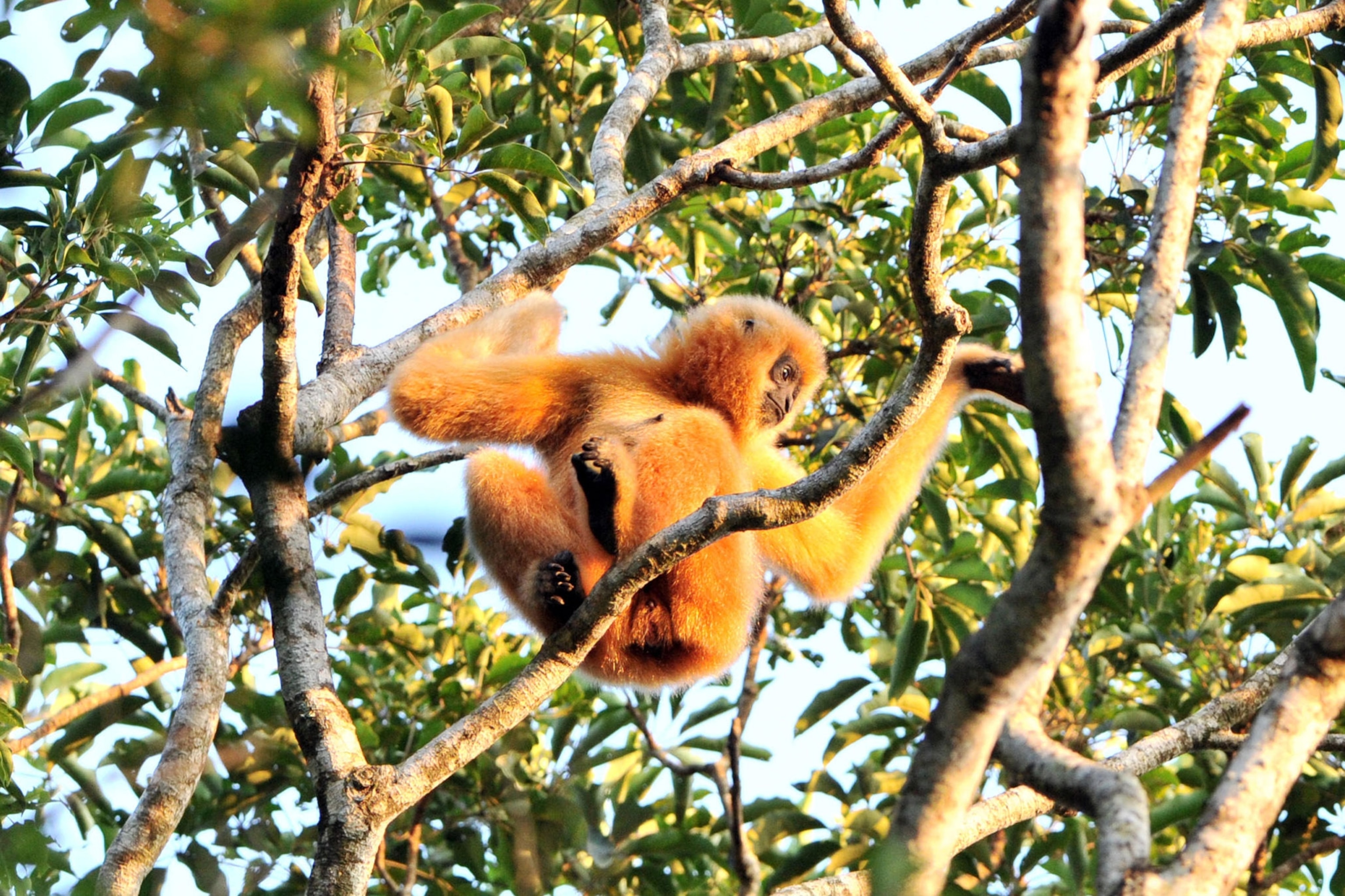 The World’s Rarest Ape Lives—and Sings—on a Chinese Island