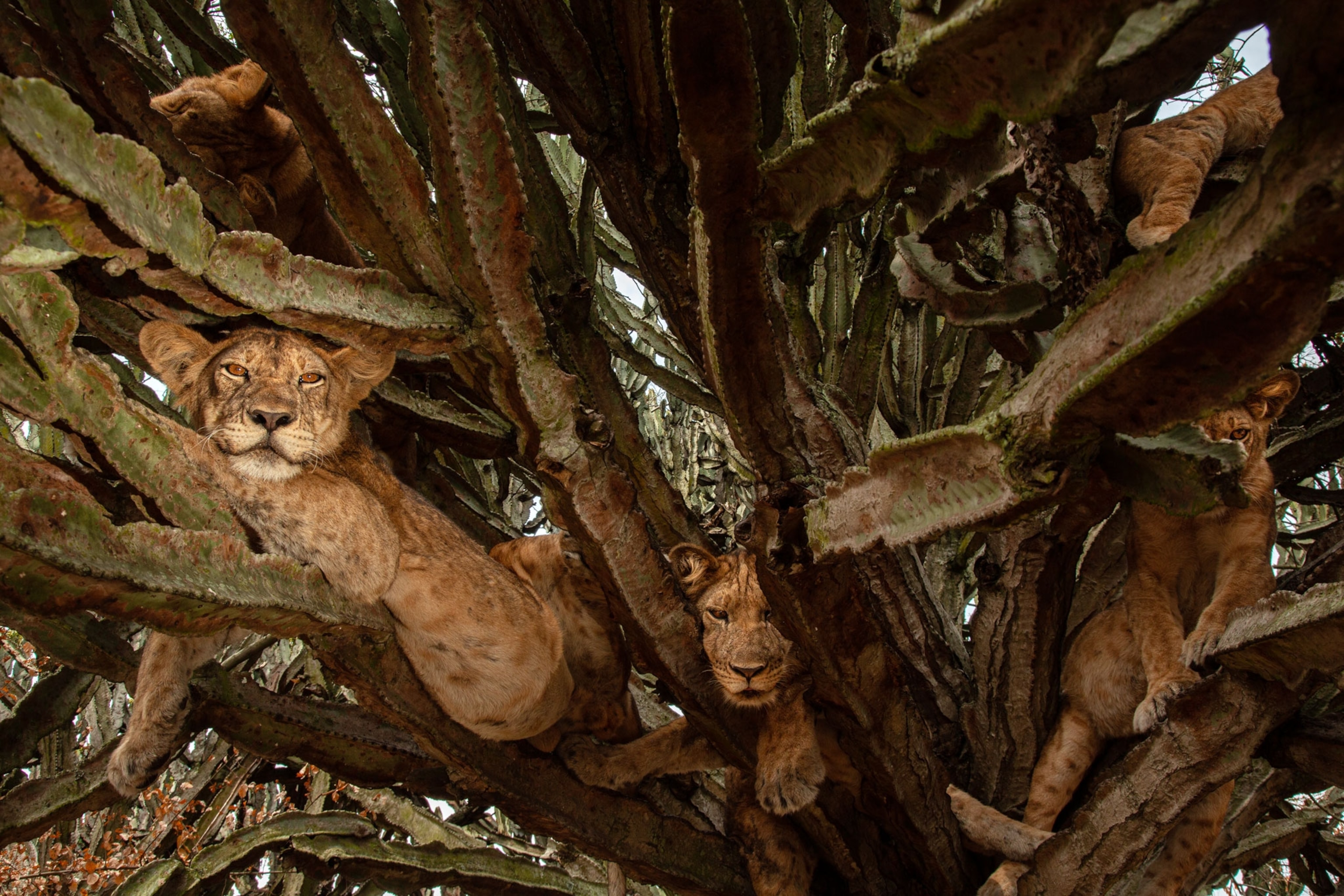 Why we don’t really know how many lions live in Africa