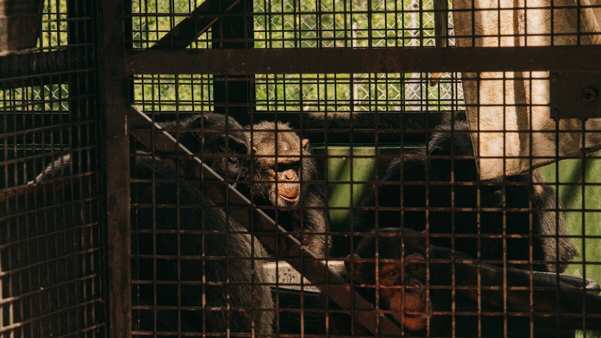 A true sanctuary for chimps?