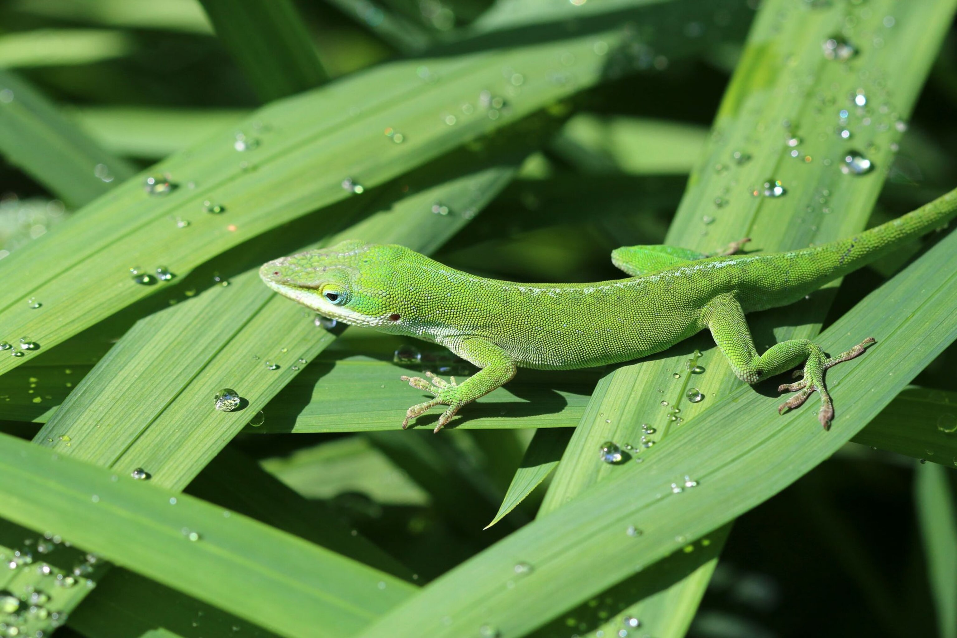 Masters of Deception: 5 Two-Faced Species