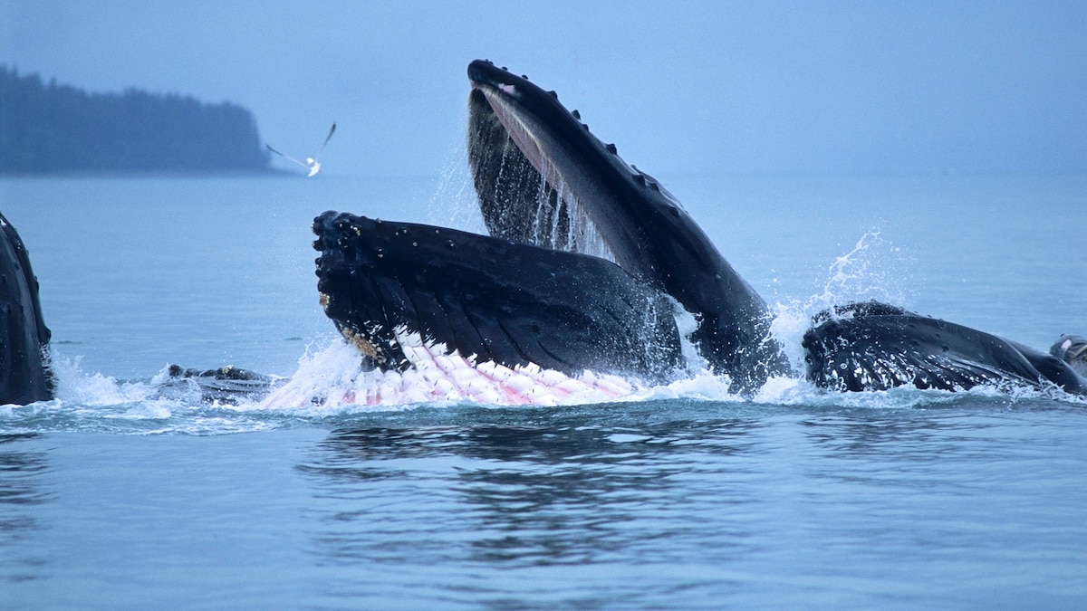 Humpback Whale Crittercam Video Reveals Bottom-Feeding Activity ...