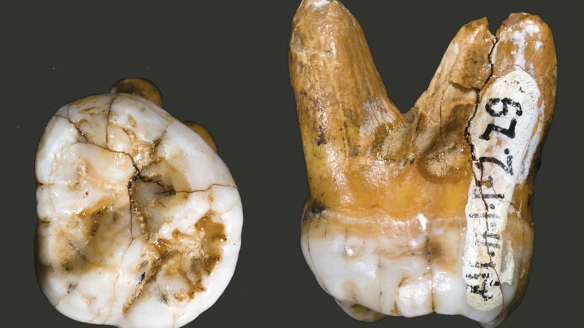 New Type of Ancient Human Found—Descendants Live Today? | National ...