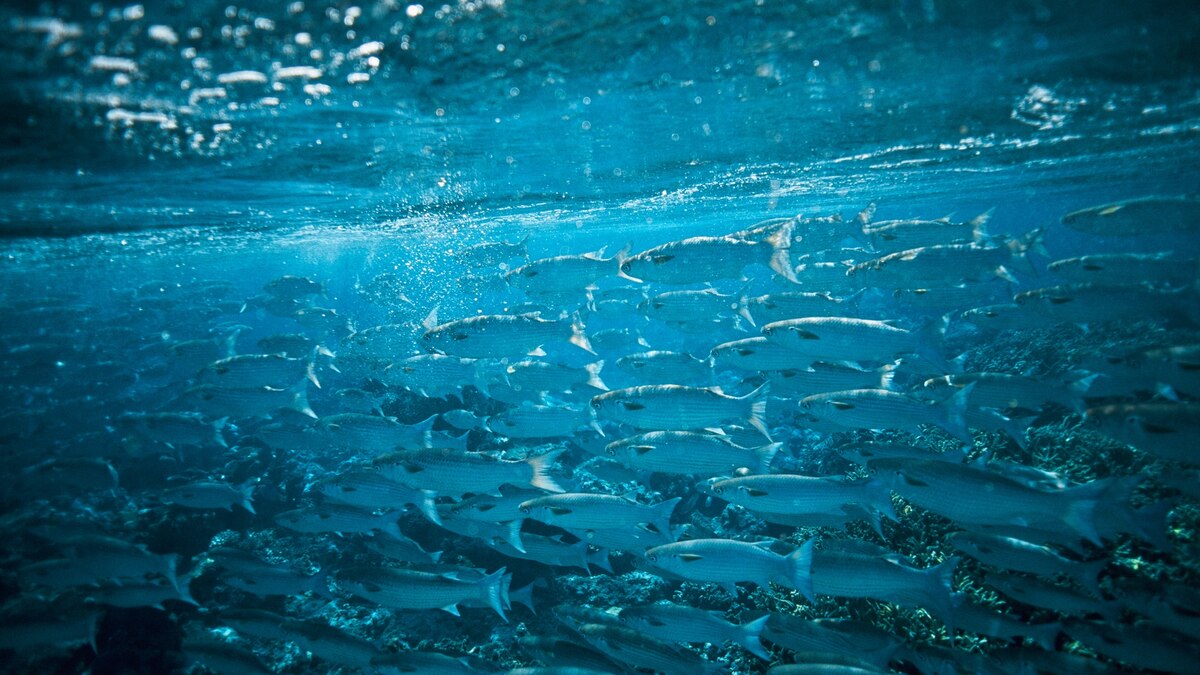 U.S. Creates Largest Protected Area in the World, 3X Larger Than ...