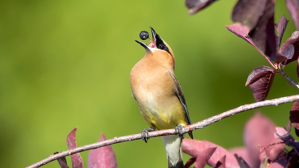 Are those reindeer on shrooms? The wild ways animals get buzzed on ...