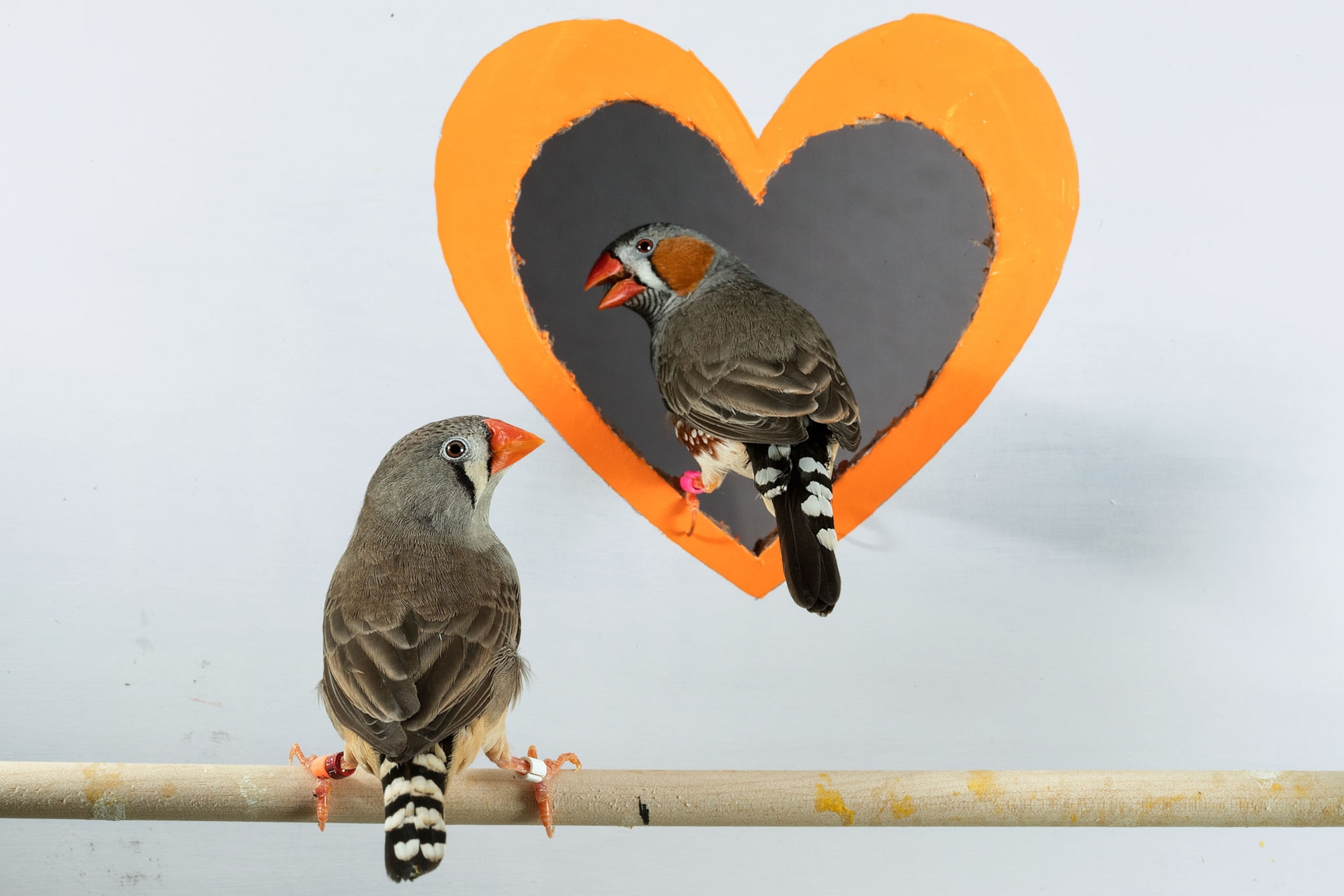 Think ‘Birdbrain’ Is an Insult? Think Again.