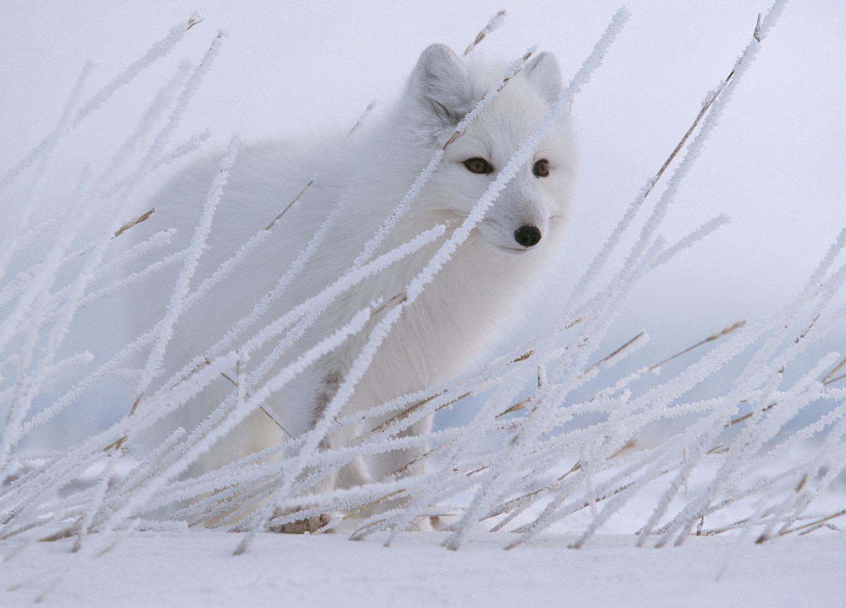Extinct Fox Species With Supersharp Teeth Discovered in Tibet