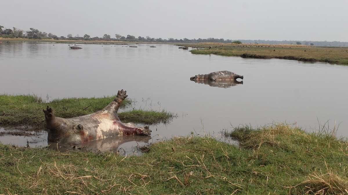 Anthrax May Have Killed 100 Hippos in Namibia | National Geographic