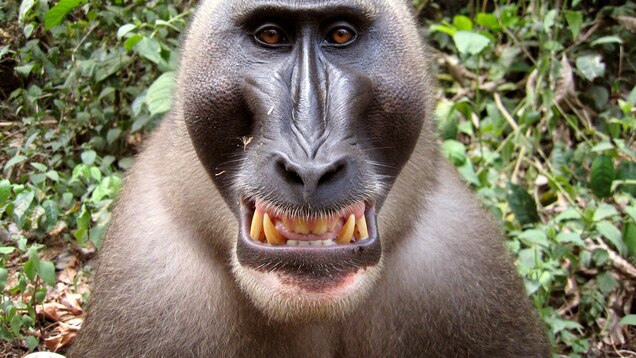 Monkey With Big Ears And Lips | Lipstutorial.org