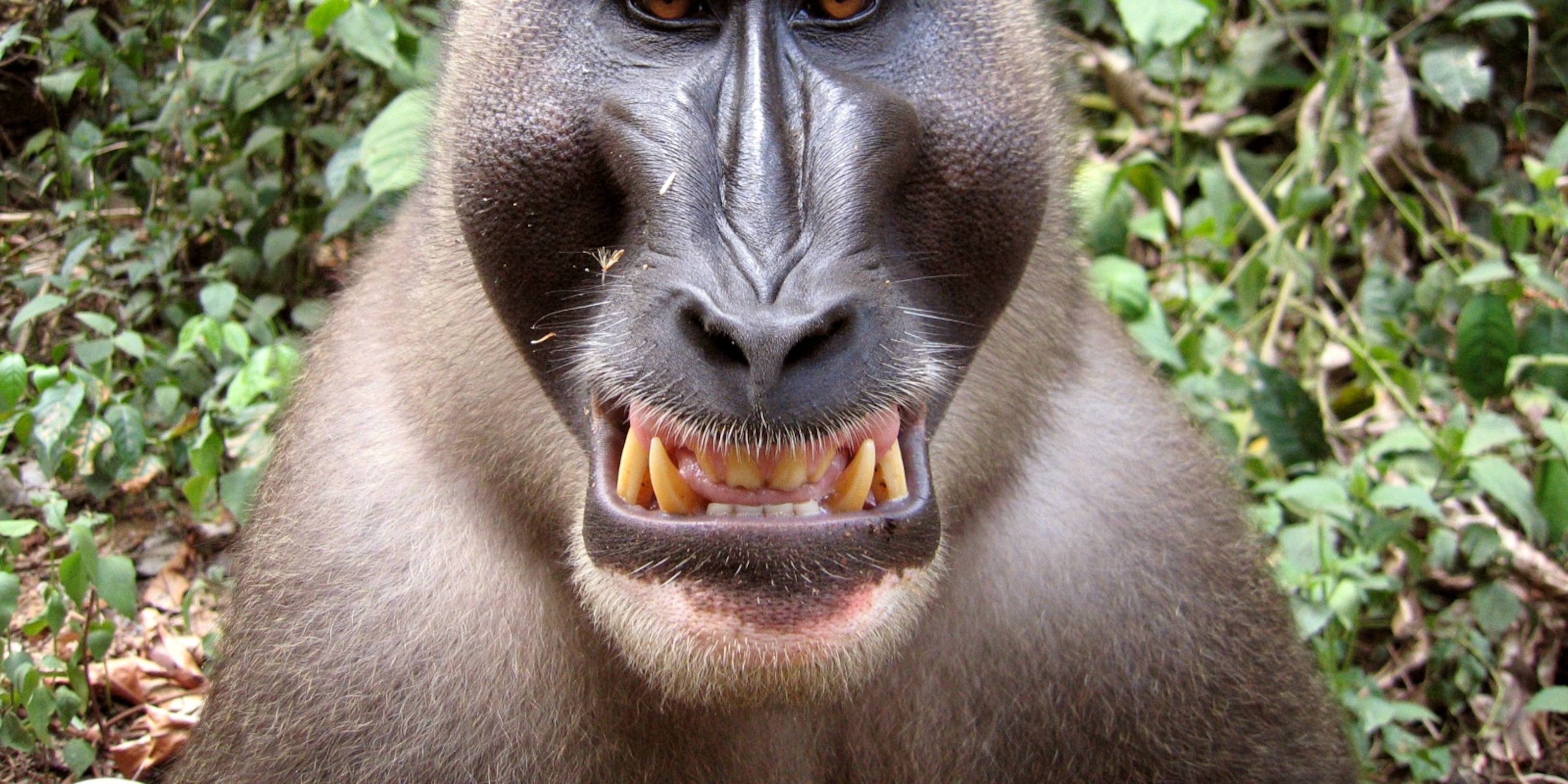 Monkey With Lipstick Meme | Lipstutorial.org