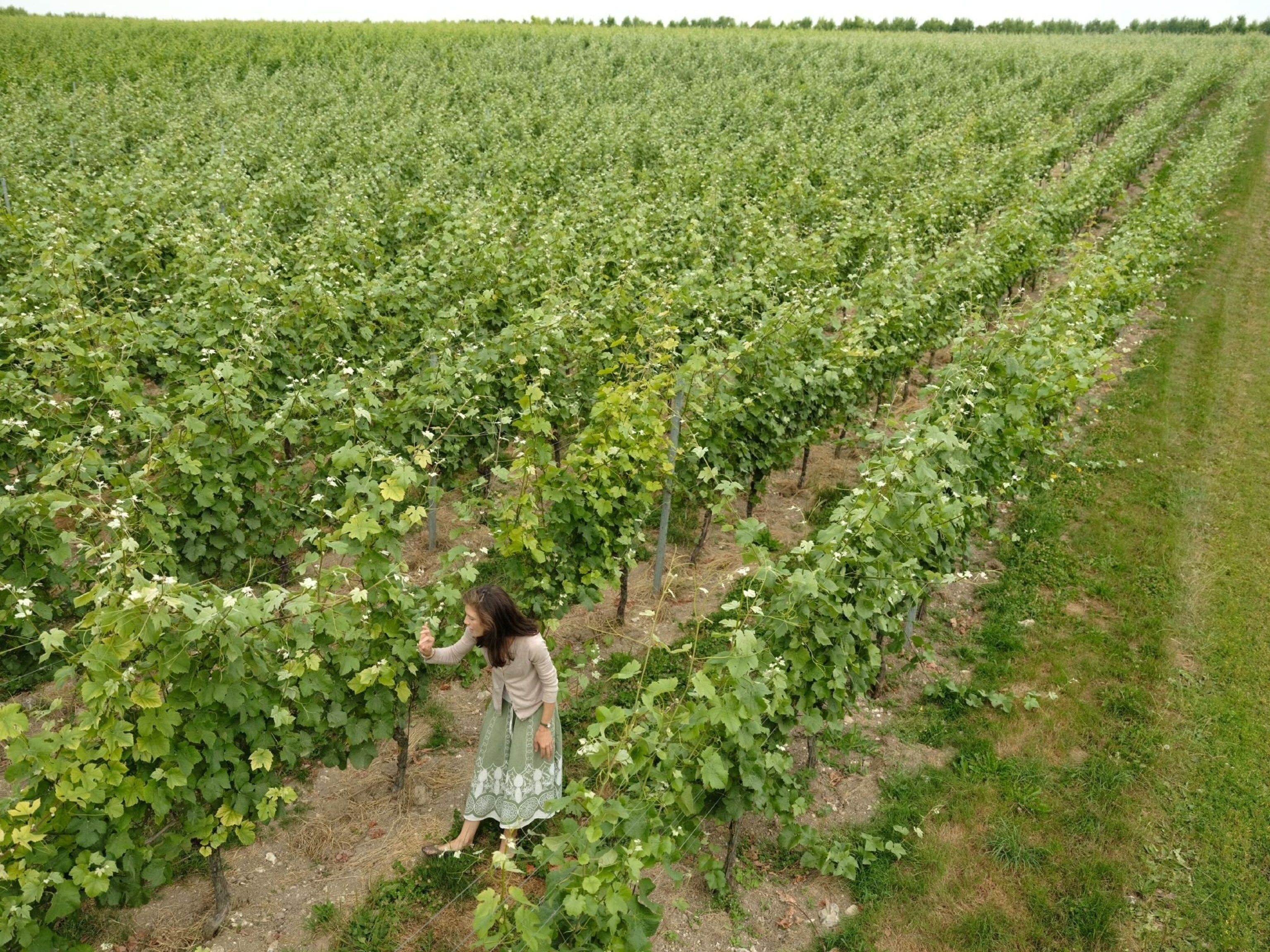 Discover the sparkling wine from England that tastes like champagne