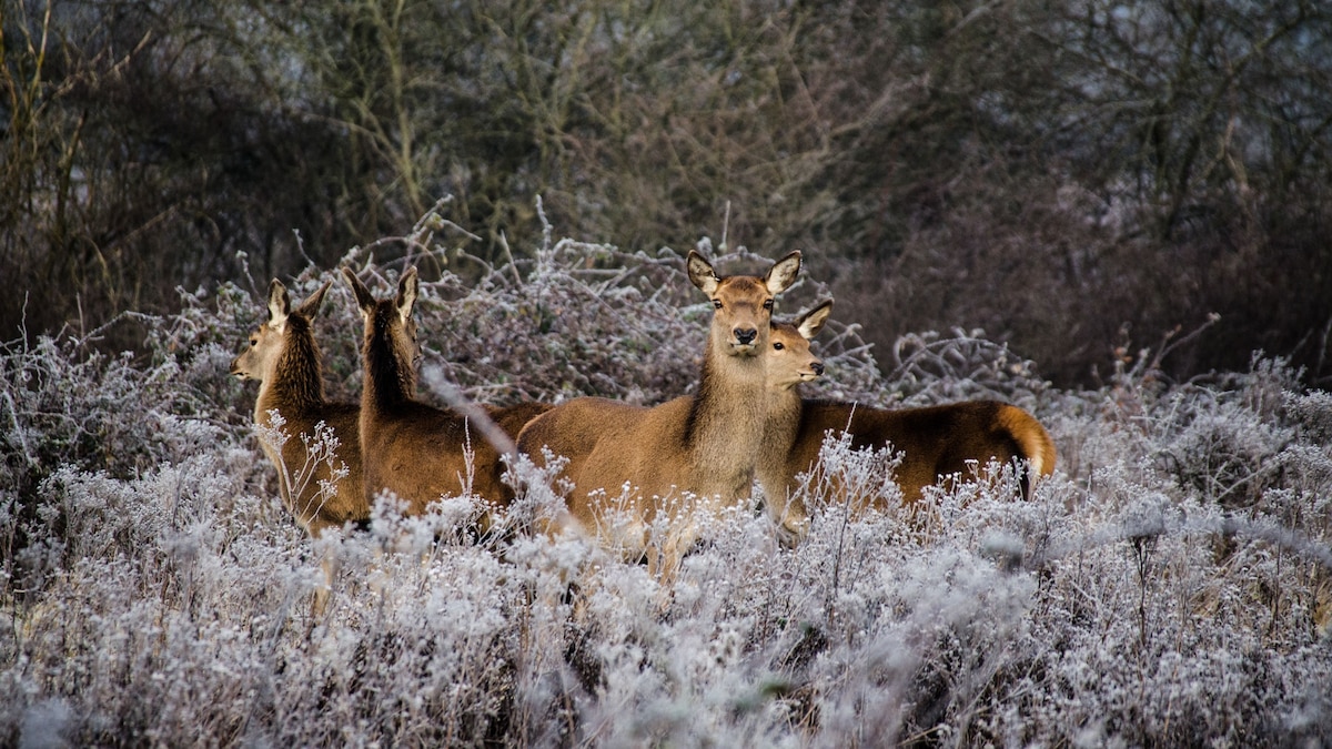 Can Rewilding Bring Nature Back to Modern Britain? | National Geographic