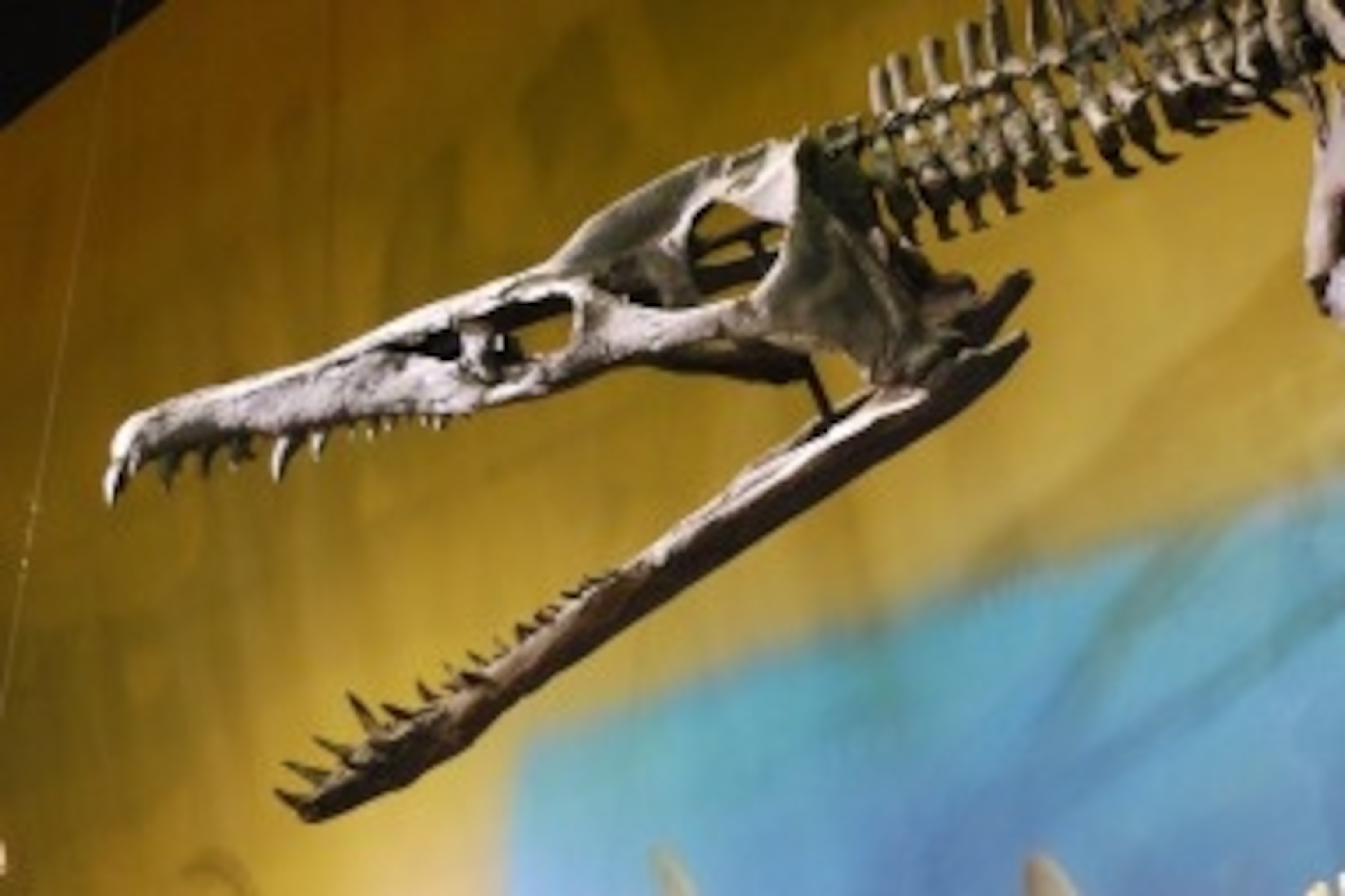 Making a Home on Plesiosaurs