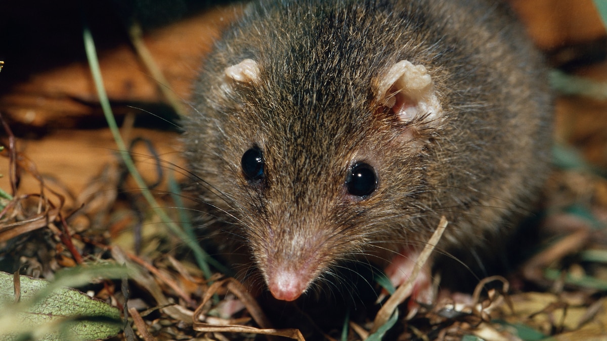 Why Some Animals Mate Themselves to Death | National Geographic