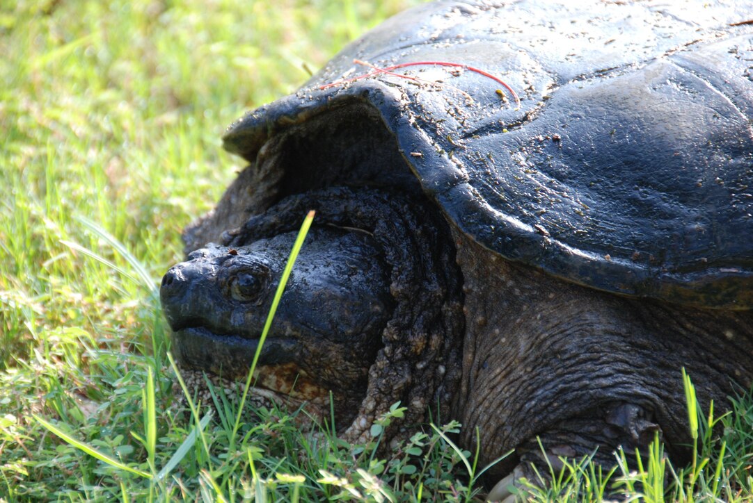 Facts About Alligator Snapping Turtle