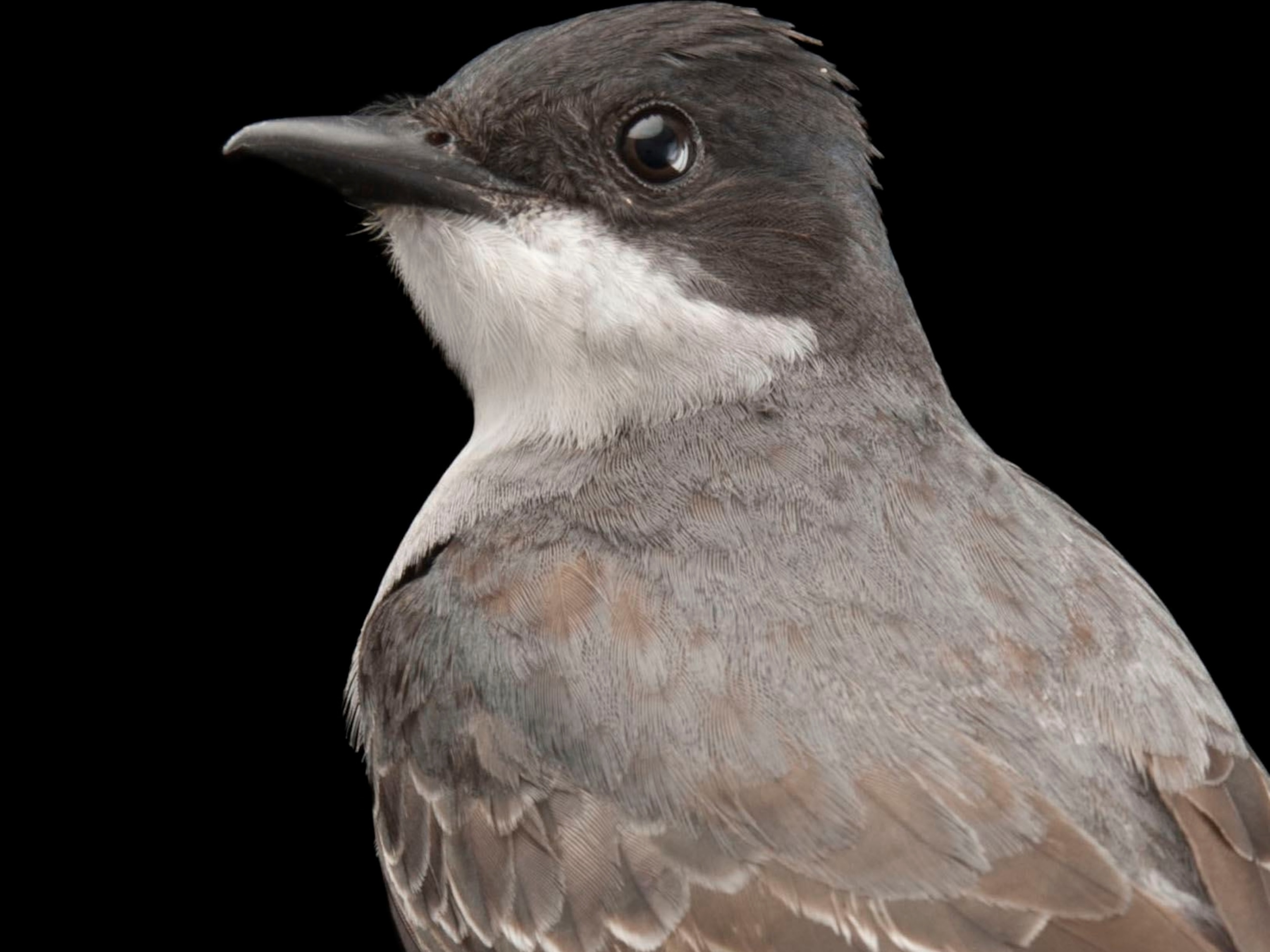 Eastern Kingbird