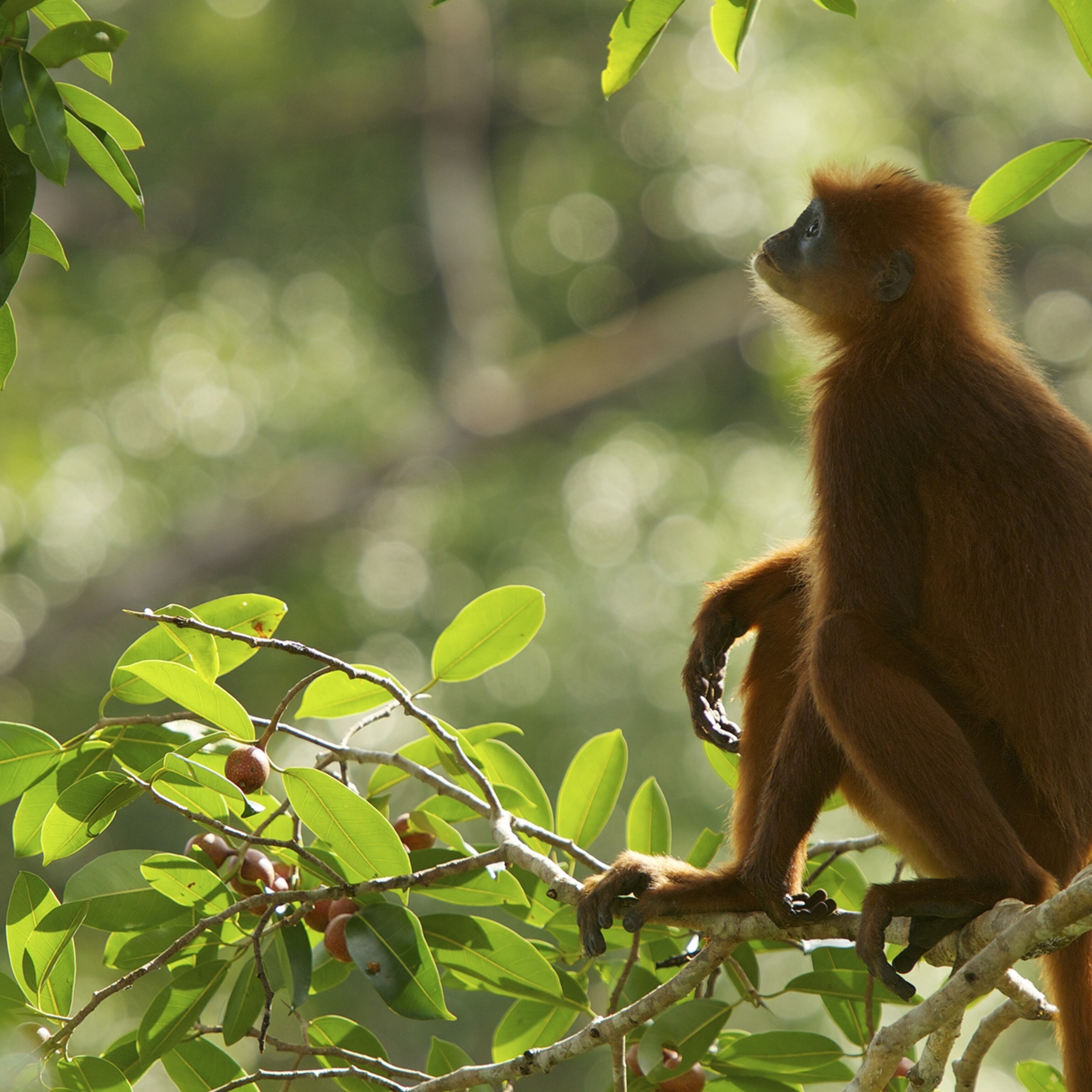 Lai Monkey Red Forward Generation Of Inactivated IL2RG And RAG1
