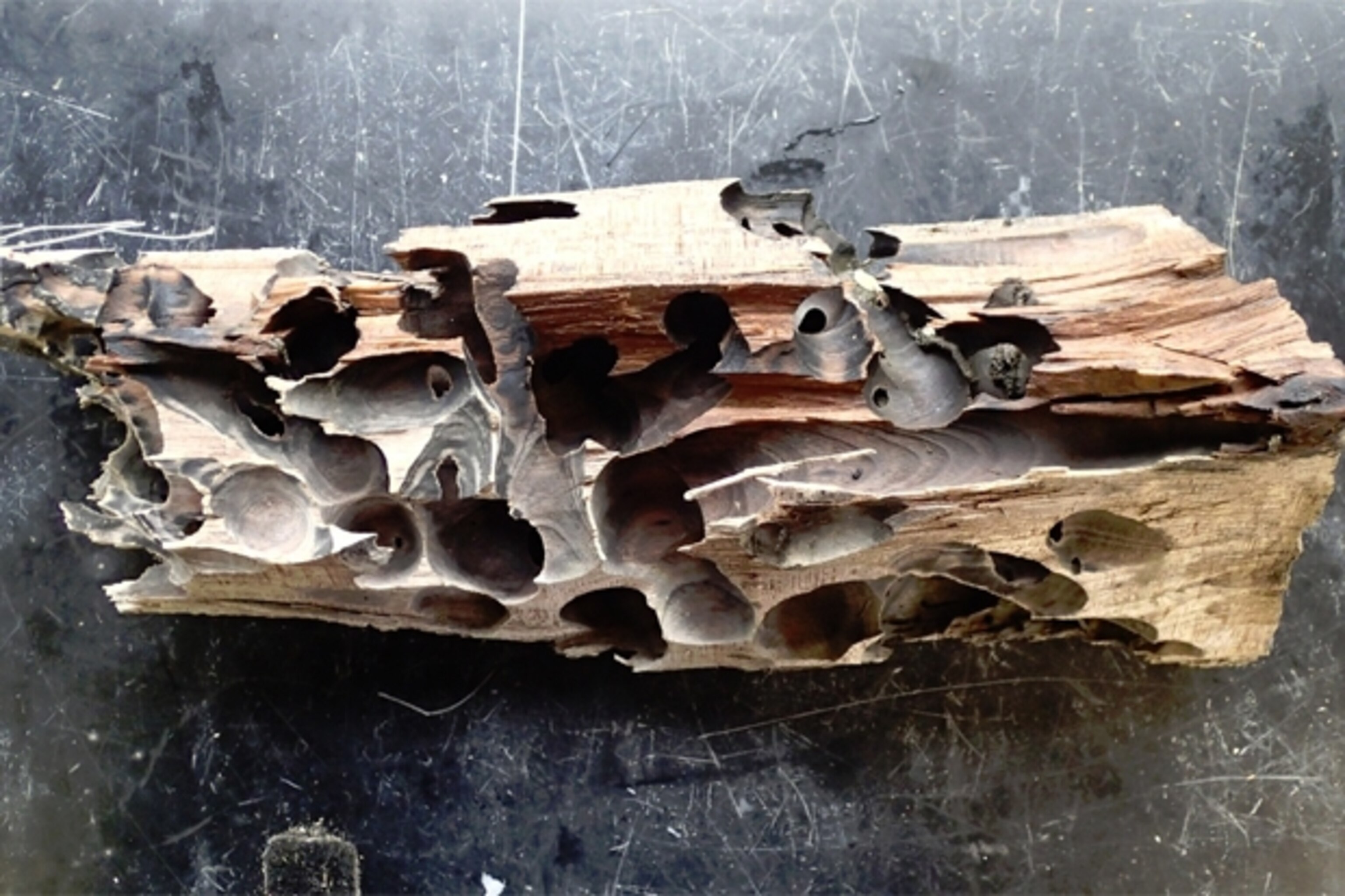 The Second World That Forms On Sunken Trees