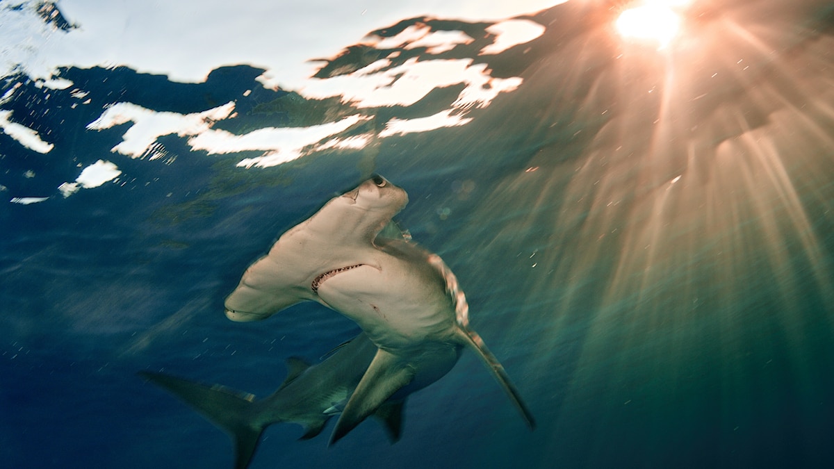 Oceanic shark and ray populations have collapsed by 70 percent over 50 ...