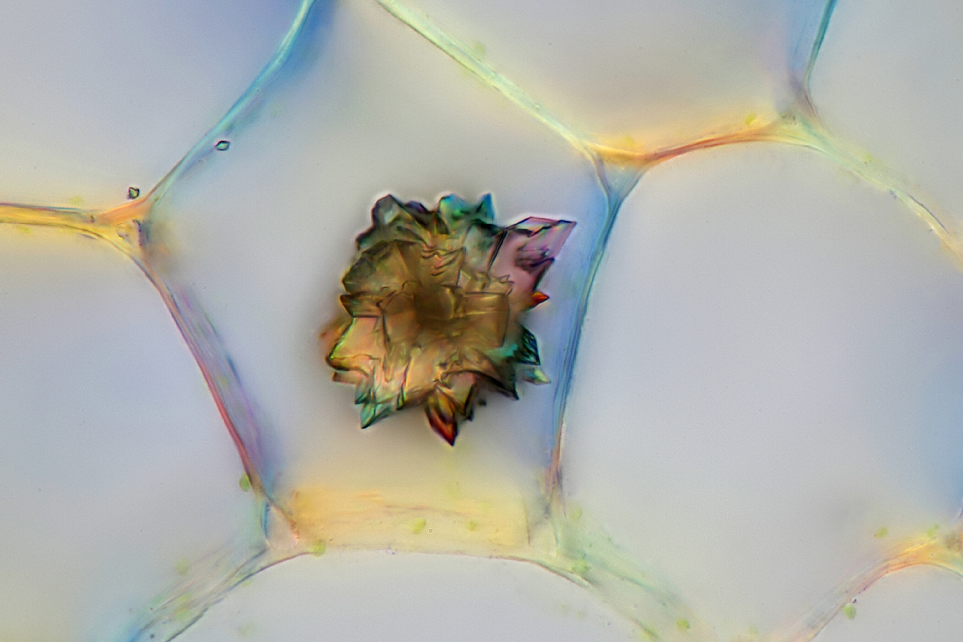 See the Plant Kingdom's Hidden Microscopic Wonders