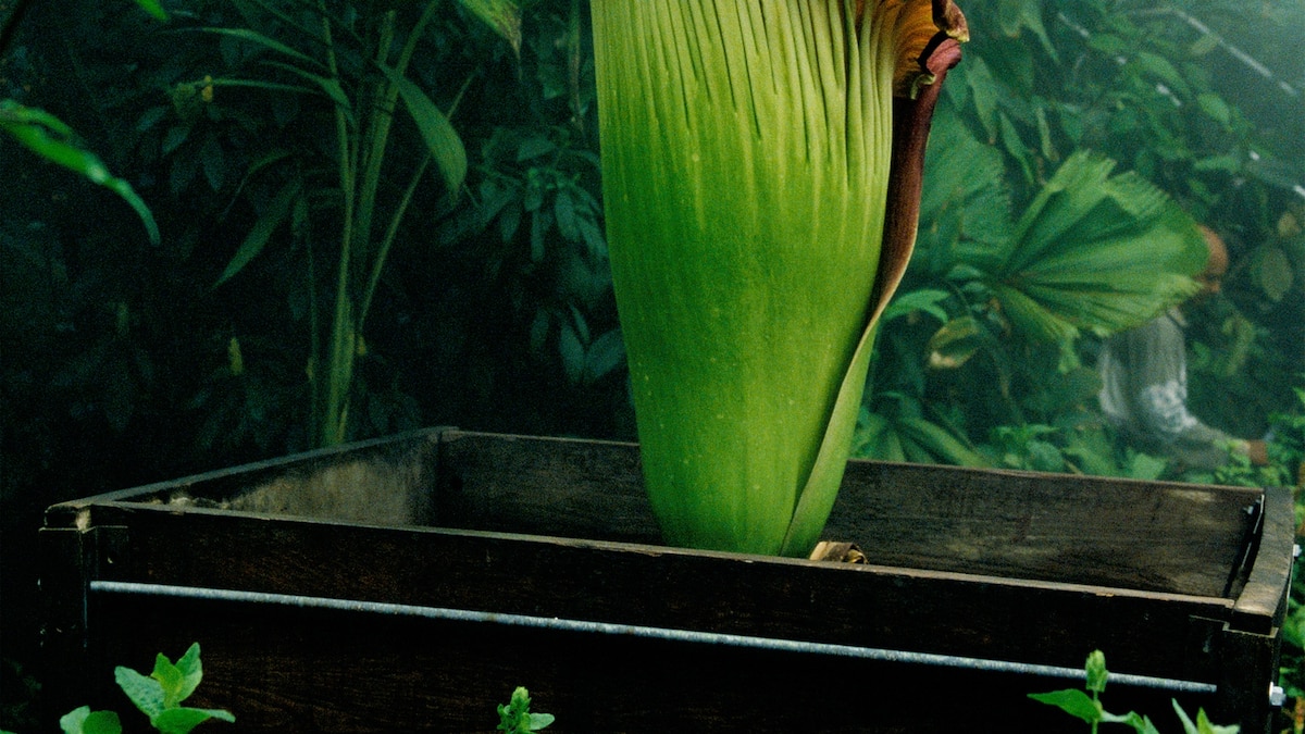 Stop and Smell the Corpse Flower | National Geographic