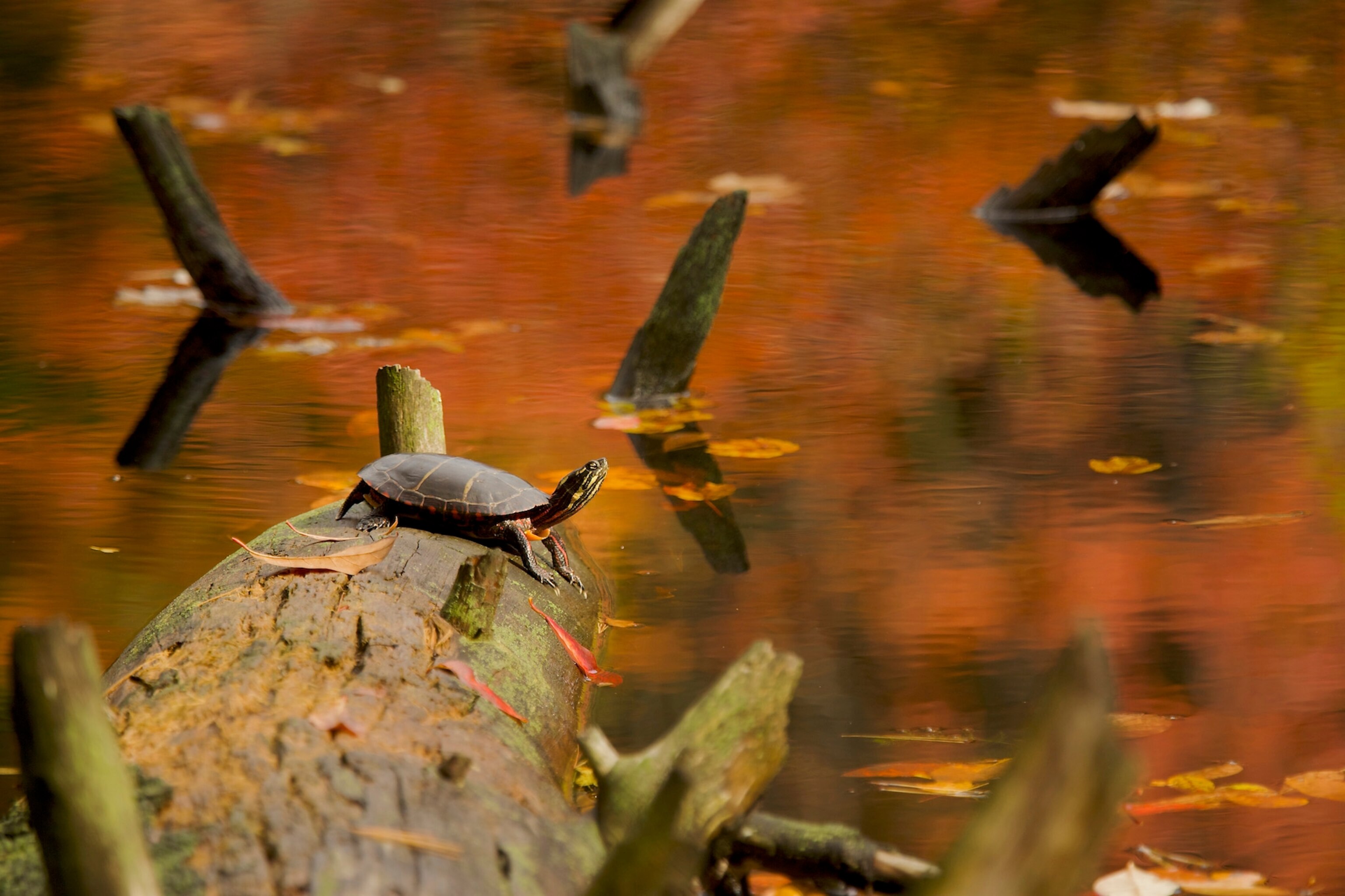 See Why Thoreau's Walden Still Inspires