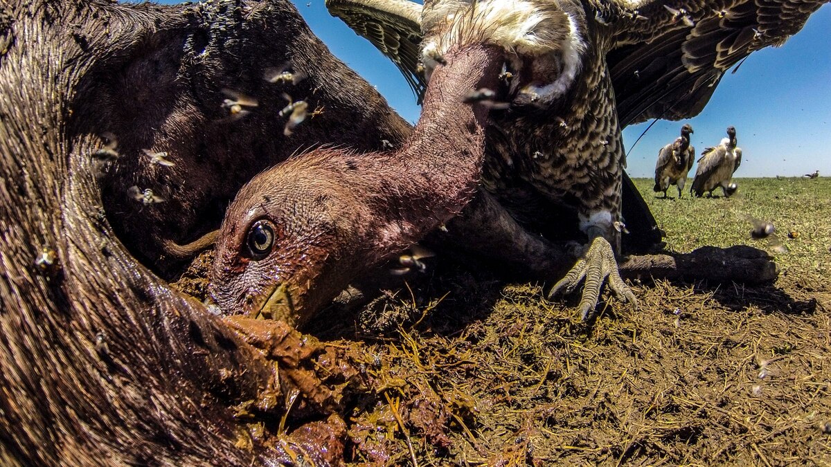 You May Be Eating Vomit, and More Bizarre Barf Facts | National Geographic