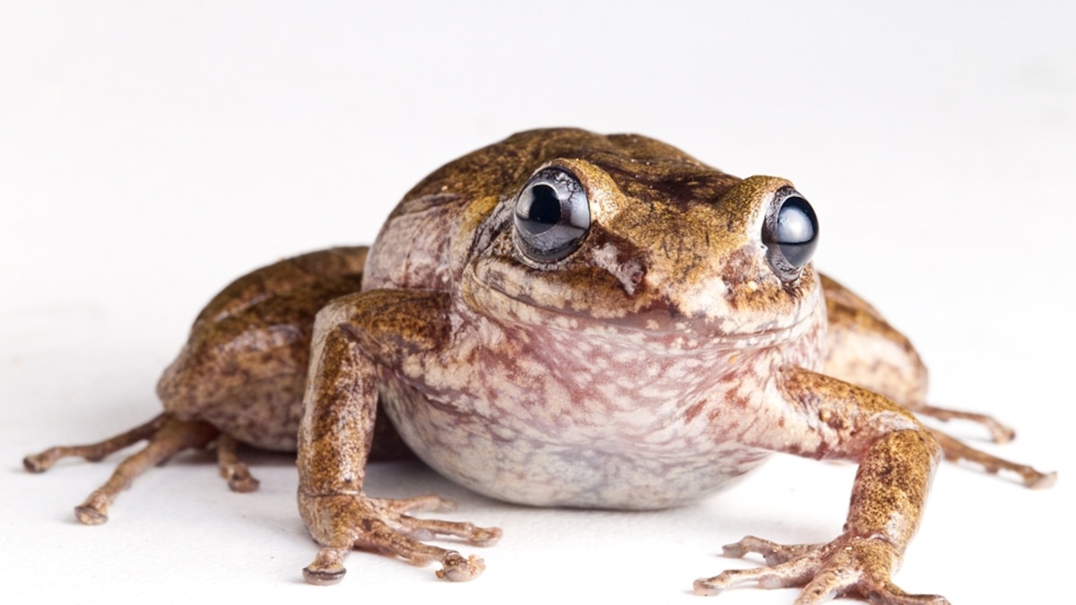 PHOTOS: Six Long-Lost Haitian Frog Species Found | National Geographic