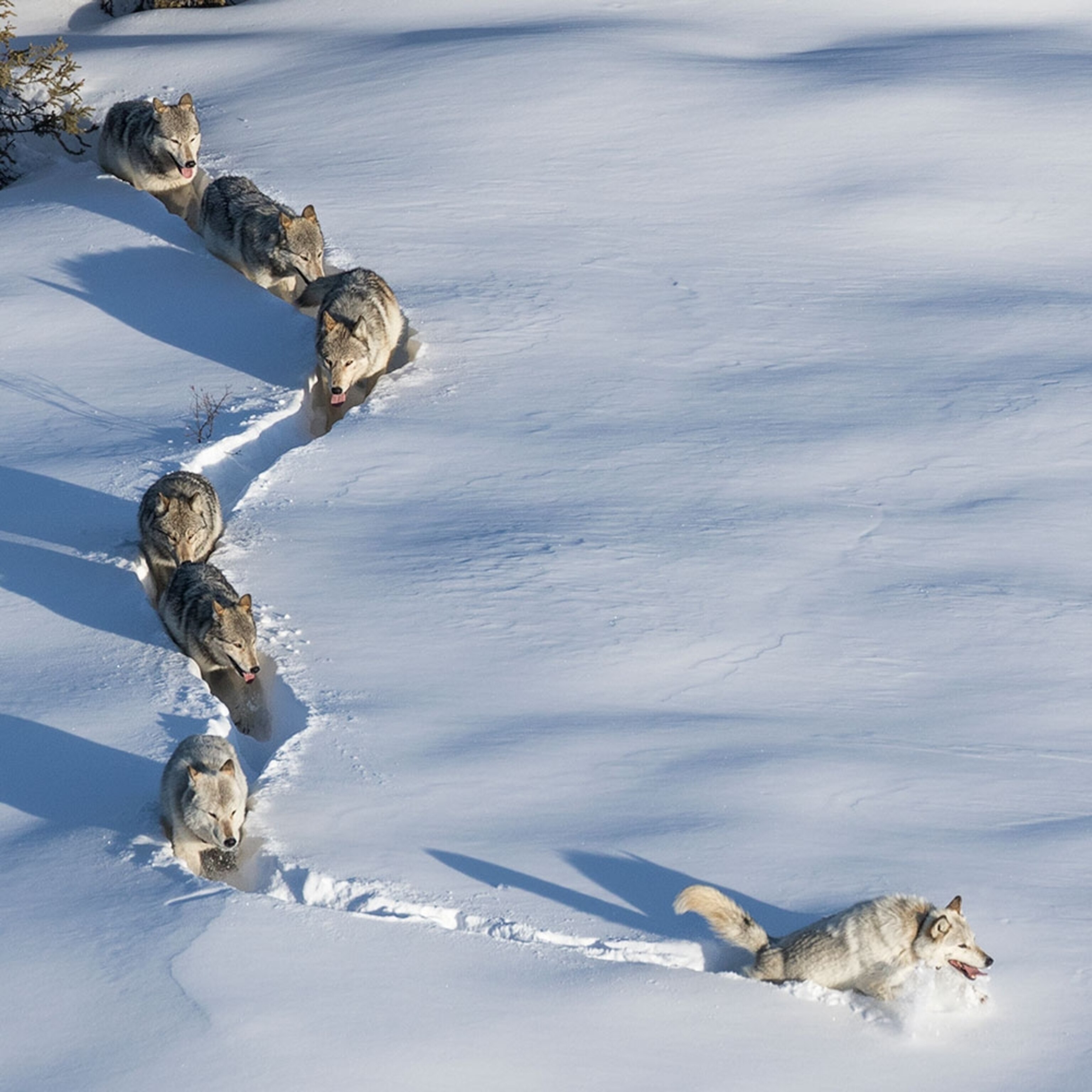 Why are we afraid of snakes?