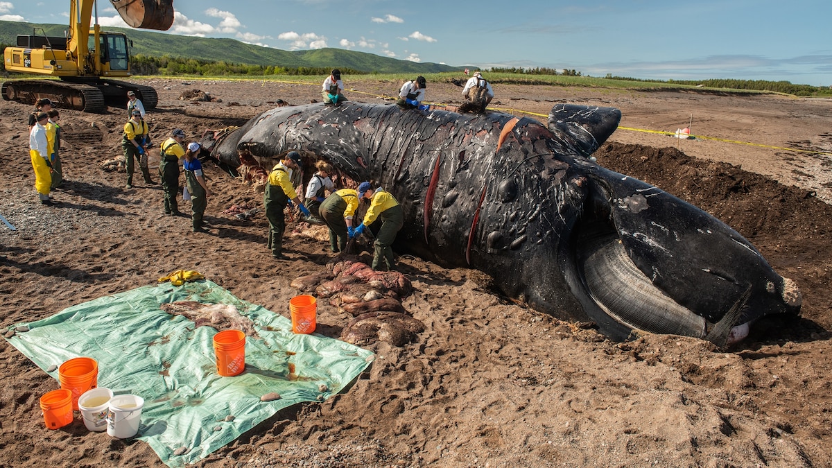 6 recent deaths push North Atlantic right whales whales closer to ...