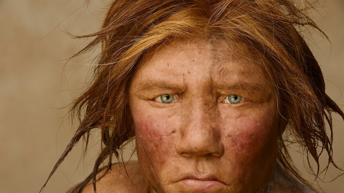 Neanderthals Lived in Small, Isolated Populations, Gene Analysis Shows ...