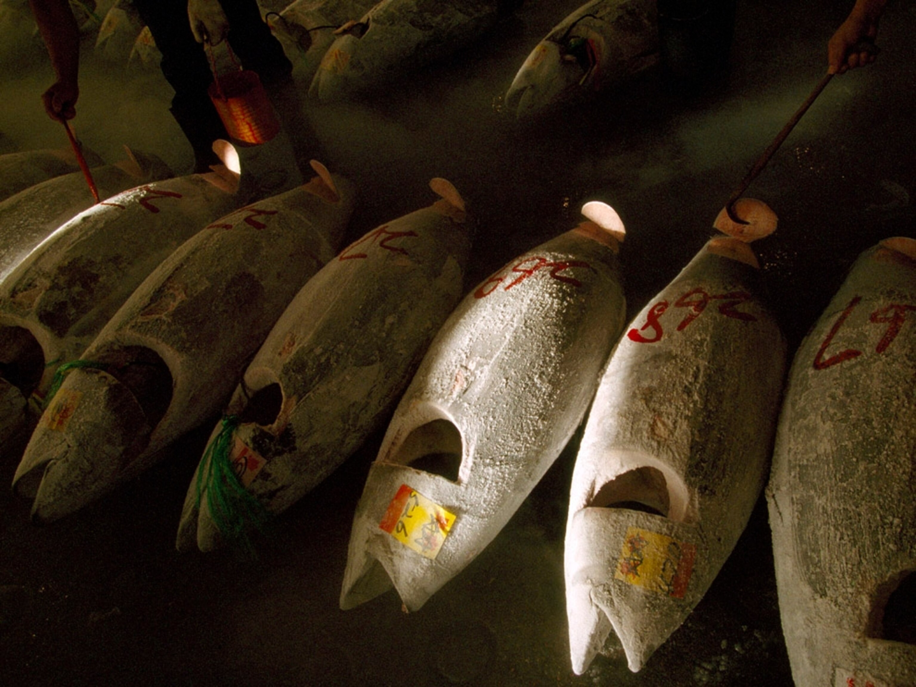 Tokyo Fish Market Photos - National Geographic