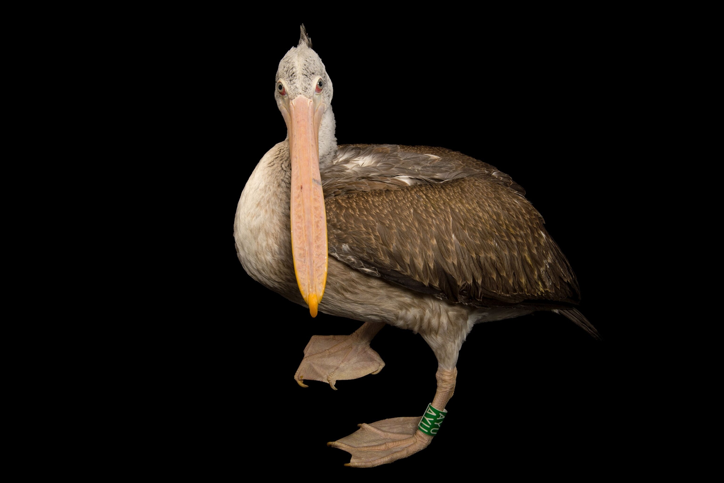 Birds With the Weirdest Bills, Just in Time for Tax Day