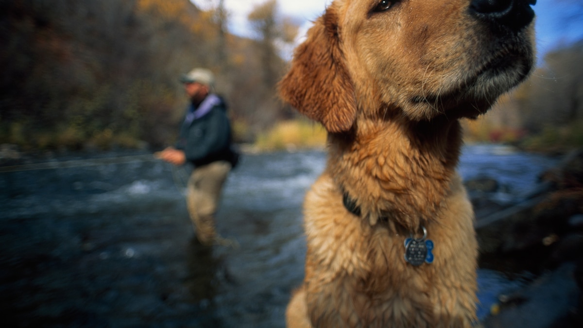 Dogs Are Even More Like Us Than We Thought | National Geographic