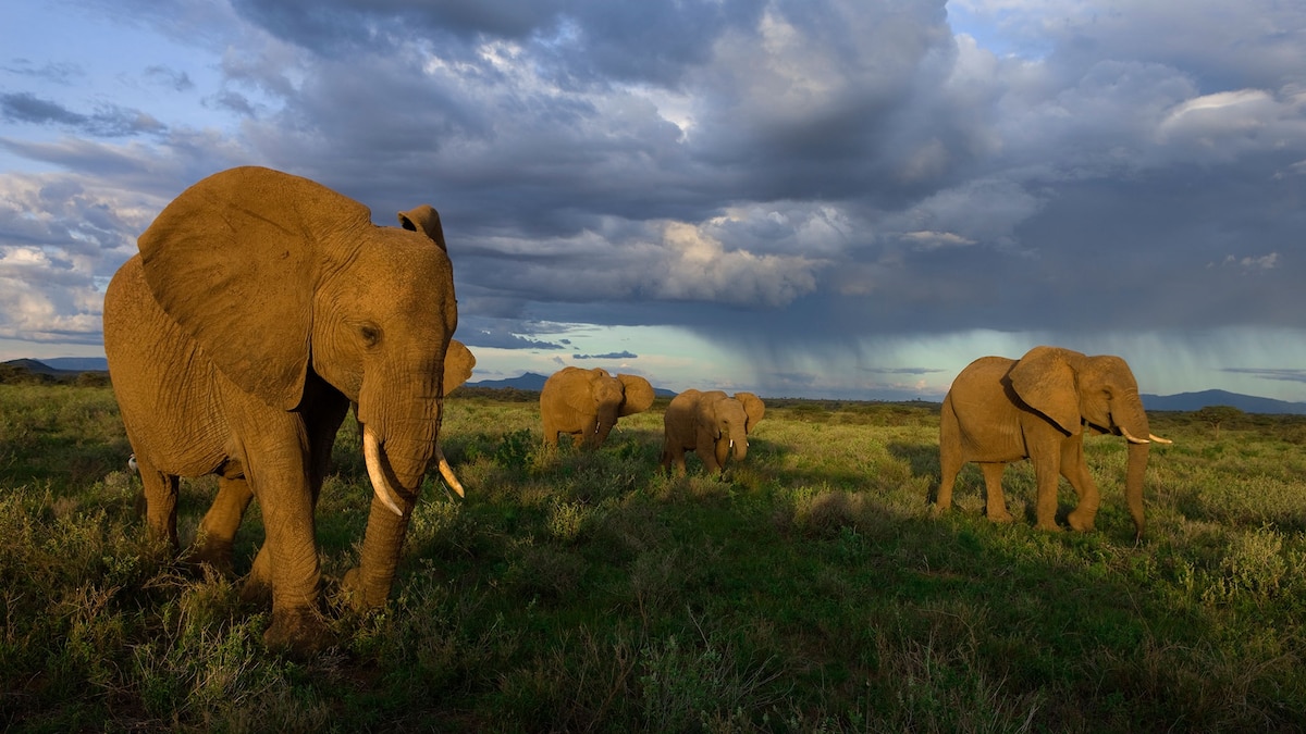 Elephant ivory trade talks heat up in Geneva | National Geographic