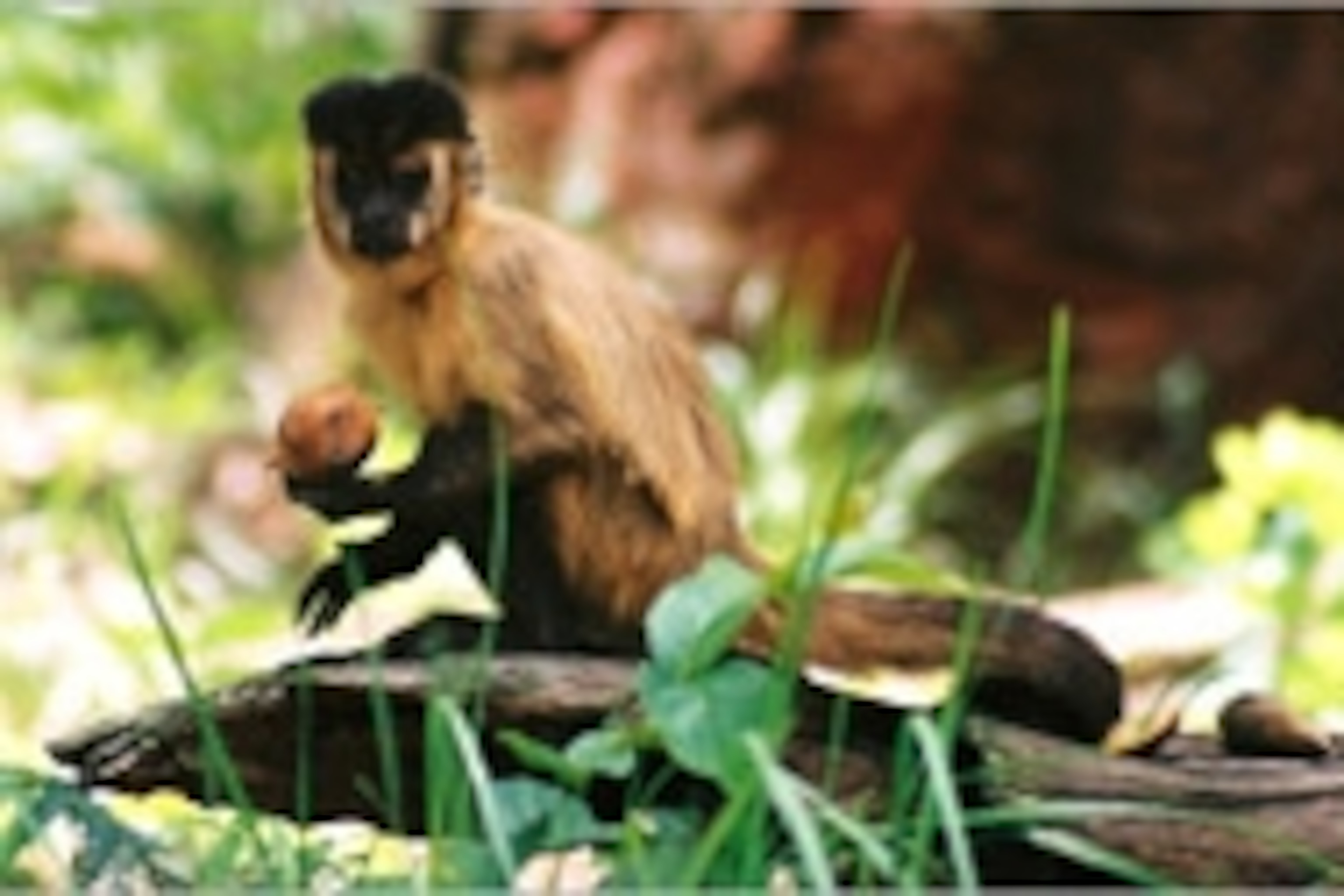 Capuchin monkeys are choosy about the best nutcrackers