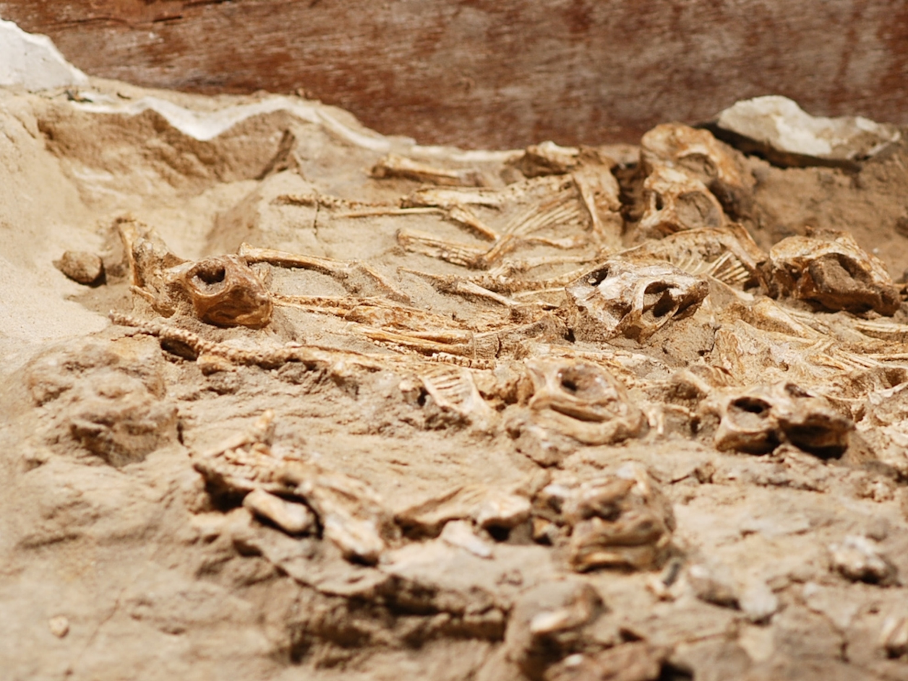 Pictures: "Gorgeous" Dinosaur Nest Found Full of Babies
