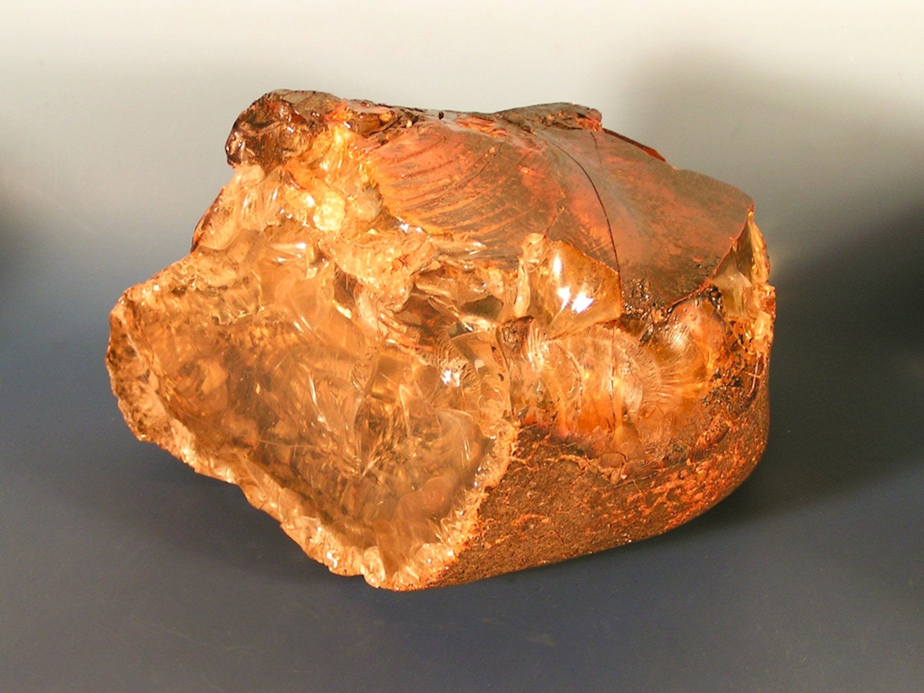 First African Amber Pictures: Thunder Fly, Wasps, More